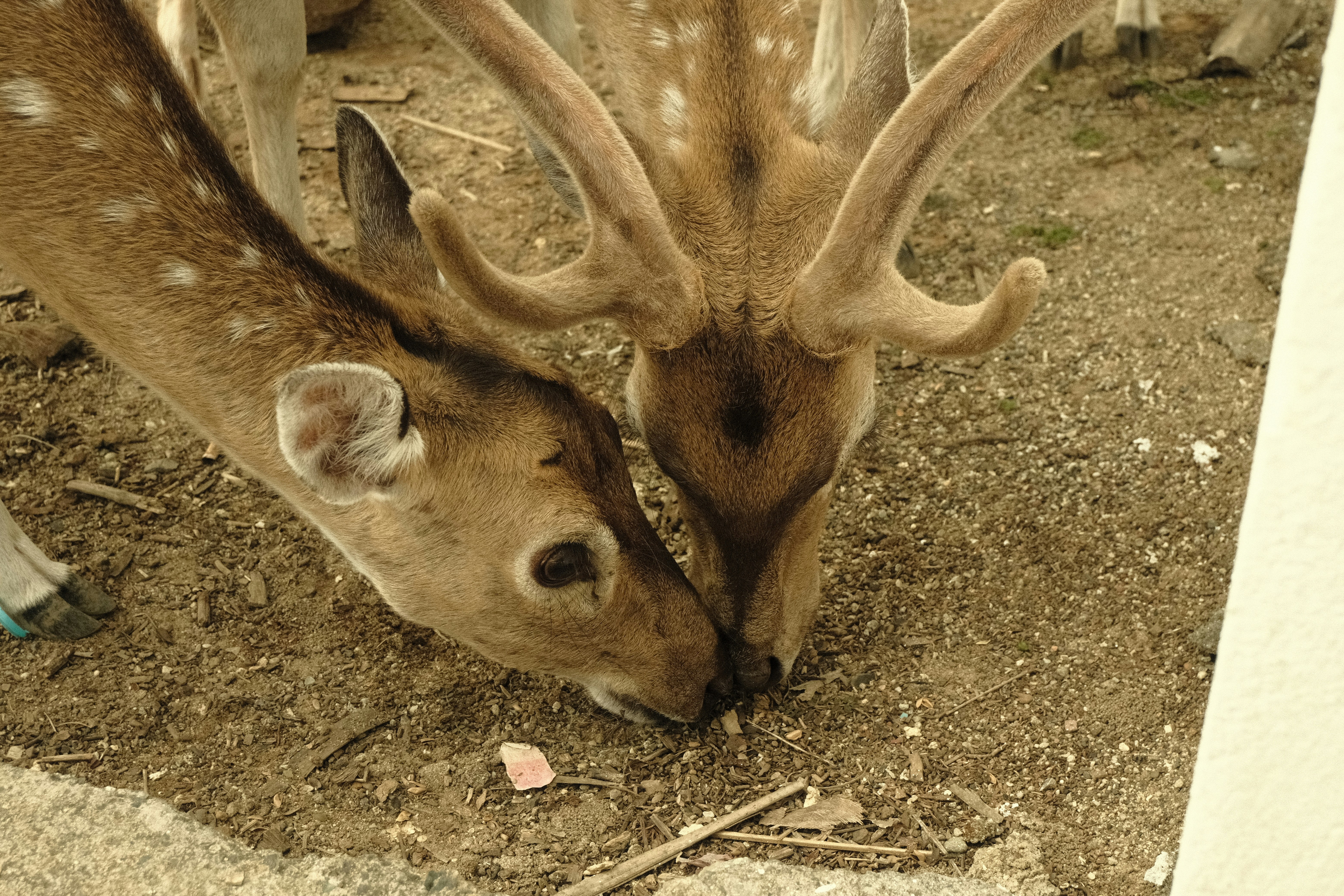 Close Encounter: Dual Stags Touch Antlers at Ground Level