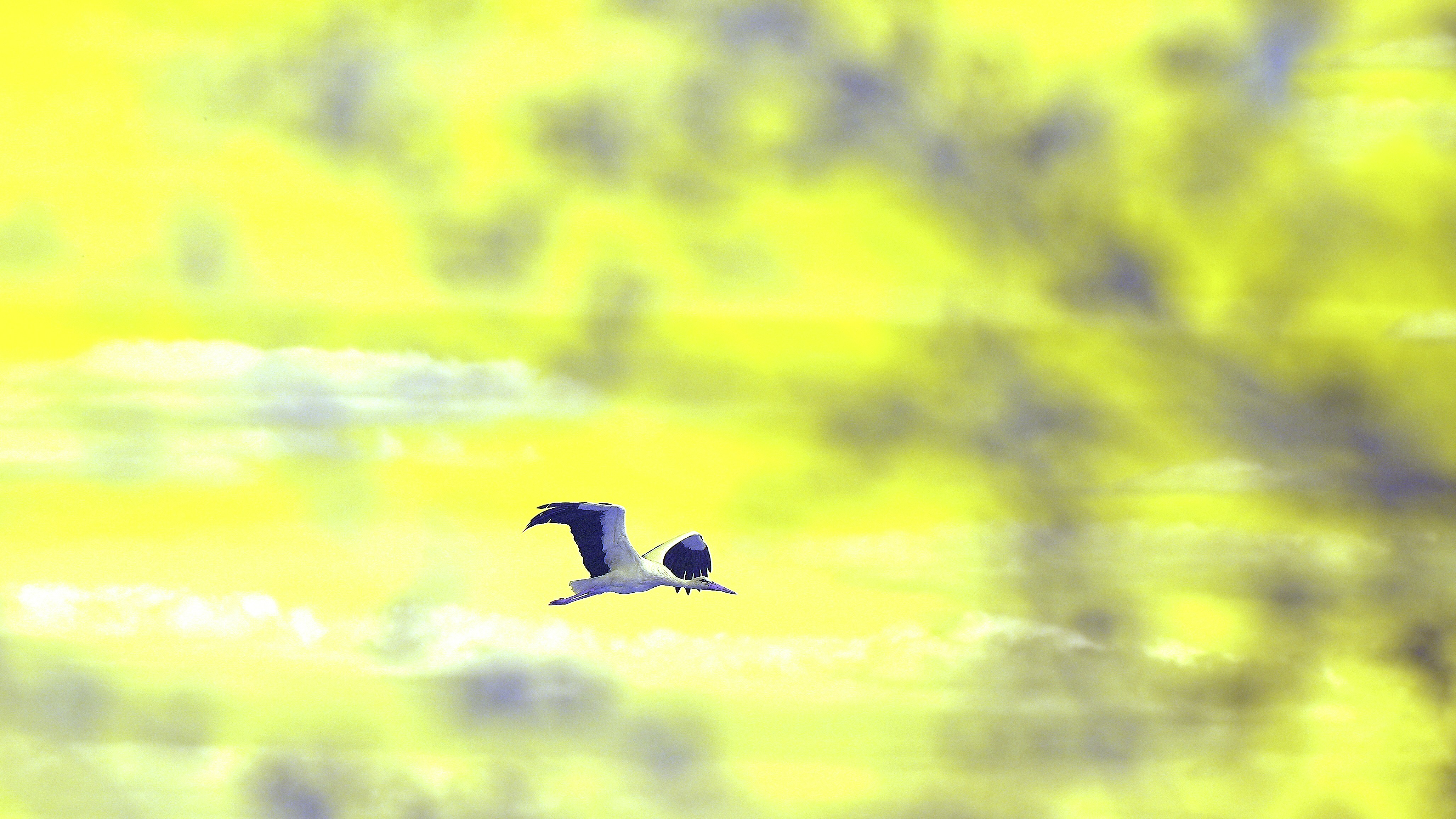 Soaring Contrasts: A lone bird gliding over sunlit aereal fields
