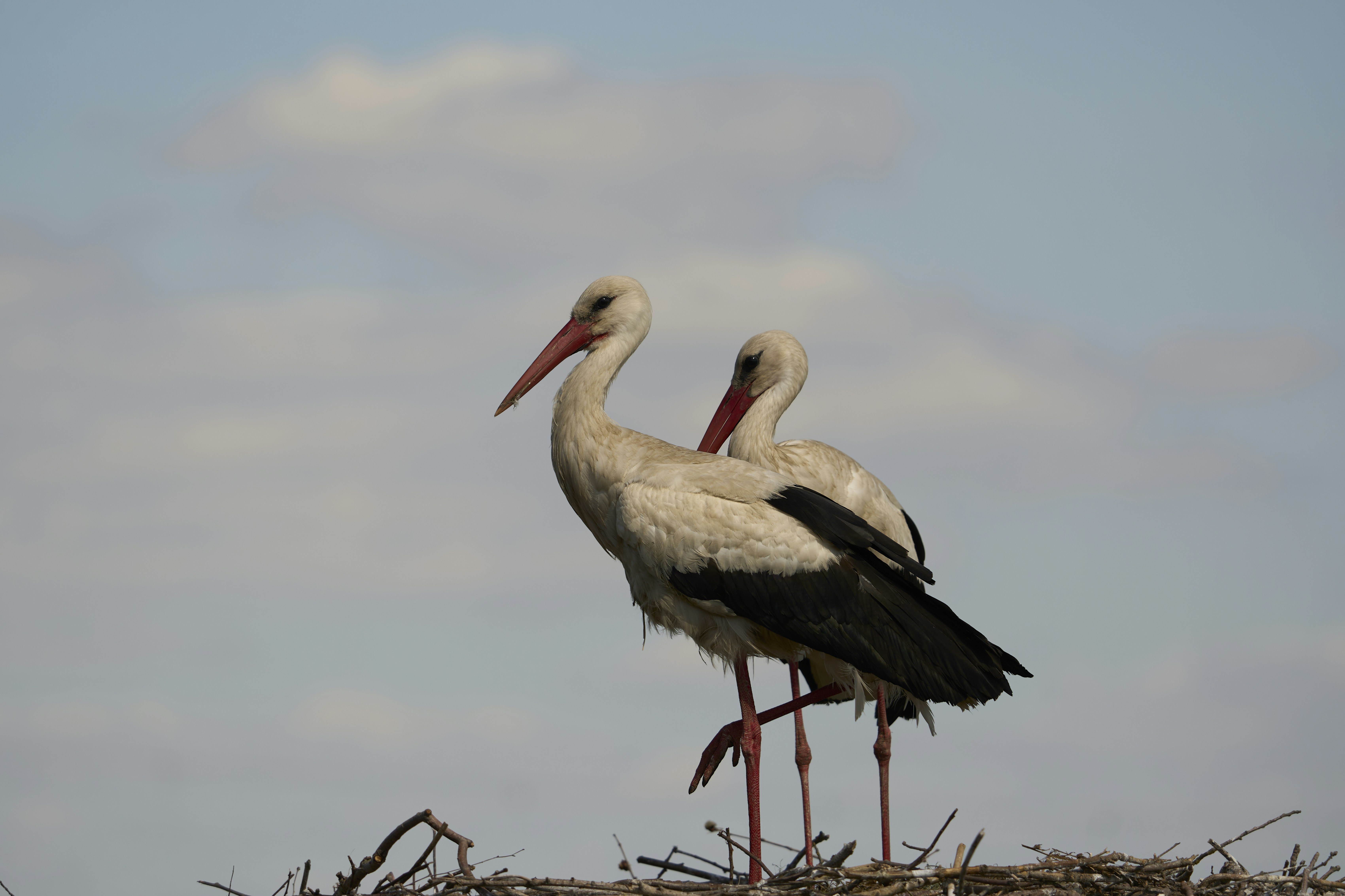 Photo by Wolfgang Hasselmann with Sony Alpha 7 IV