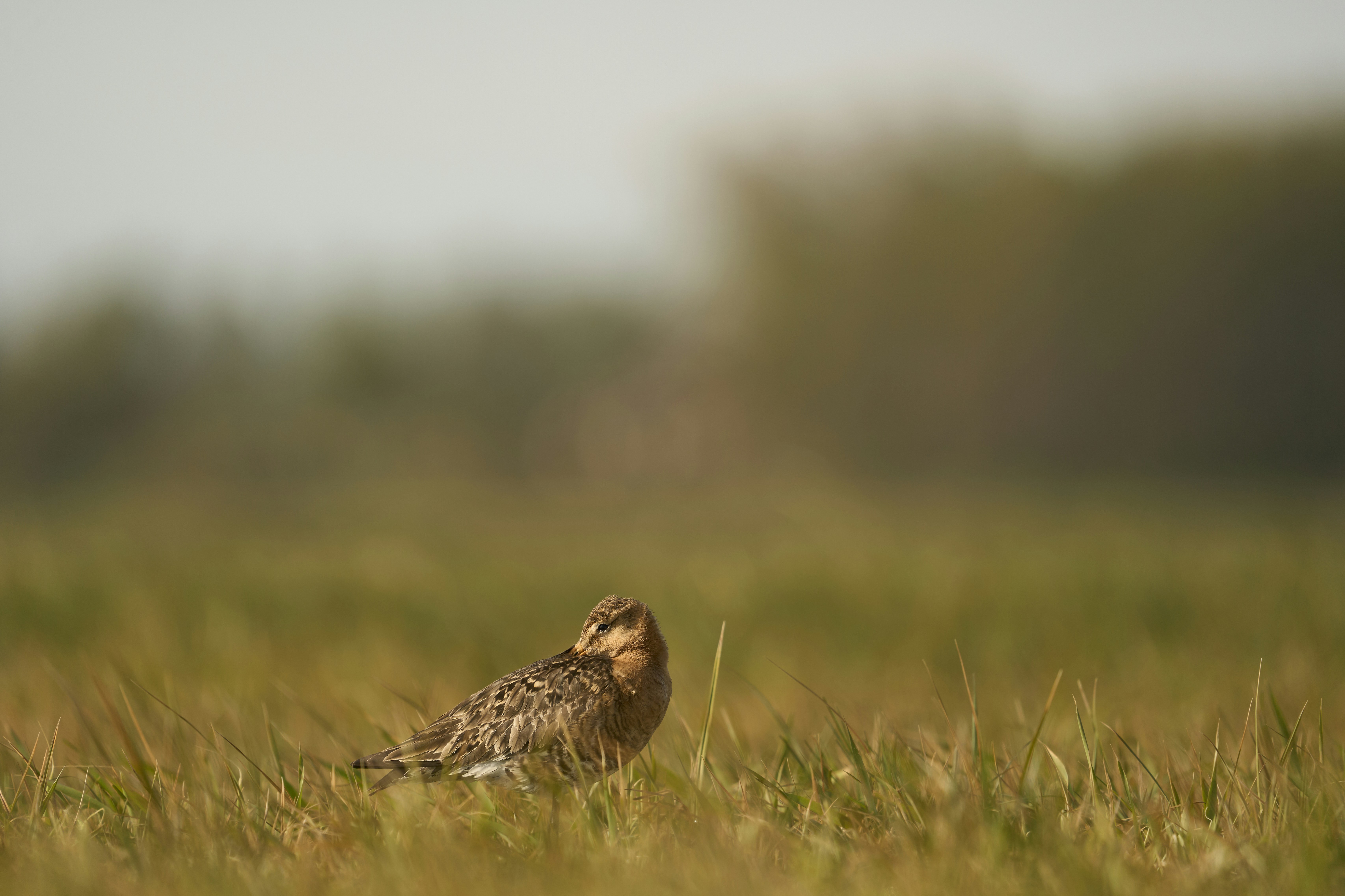 Grounded in Golden Light: A Little Bird in the Quiet Meadow