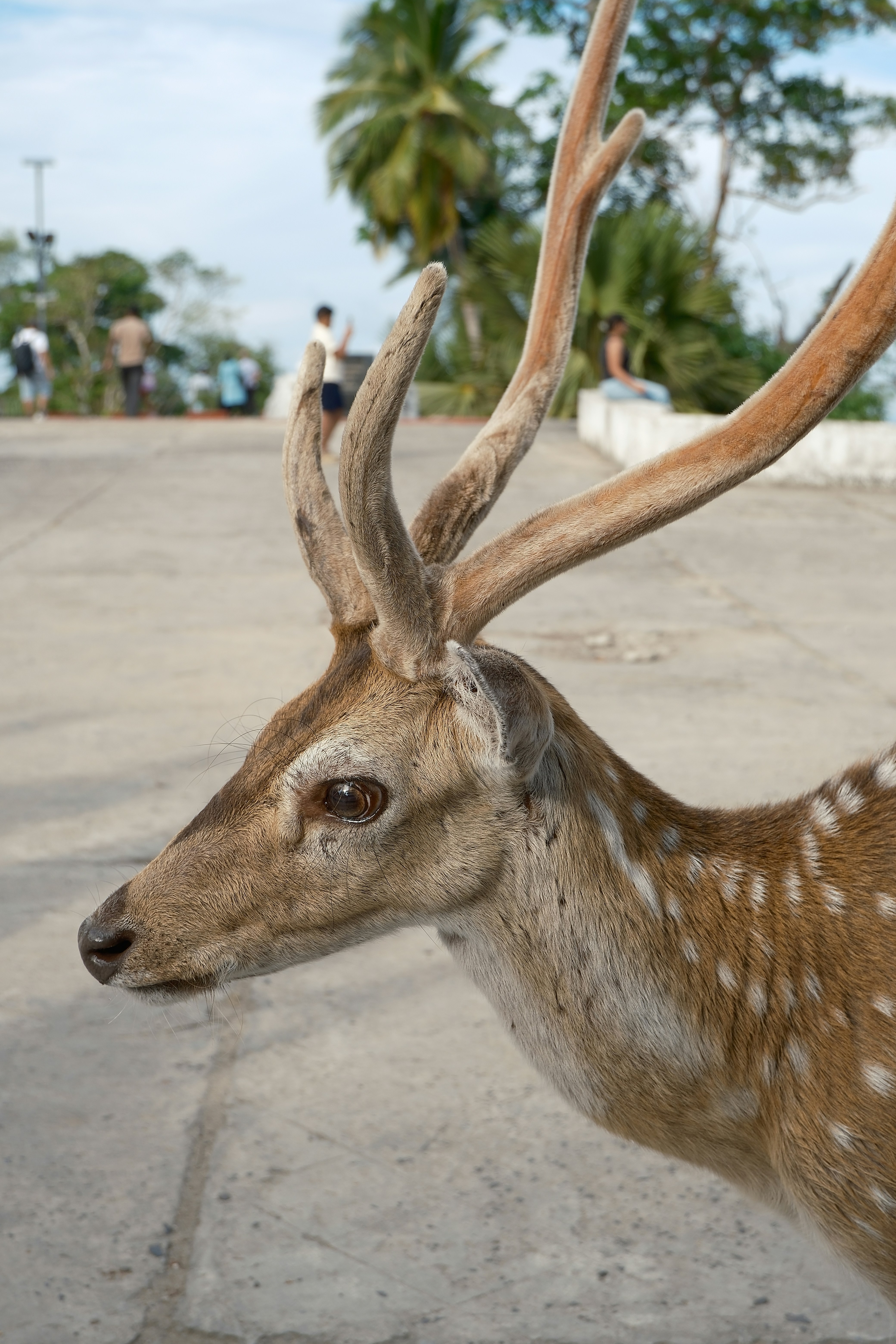 A Deer at the Pier: Focused Gaze and Antler Silhouette