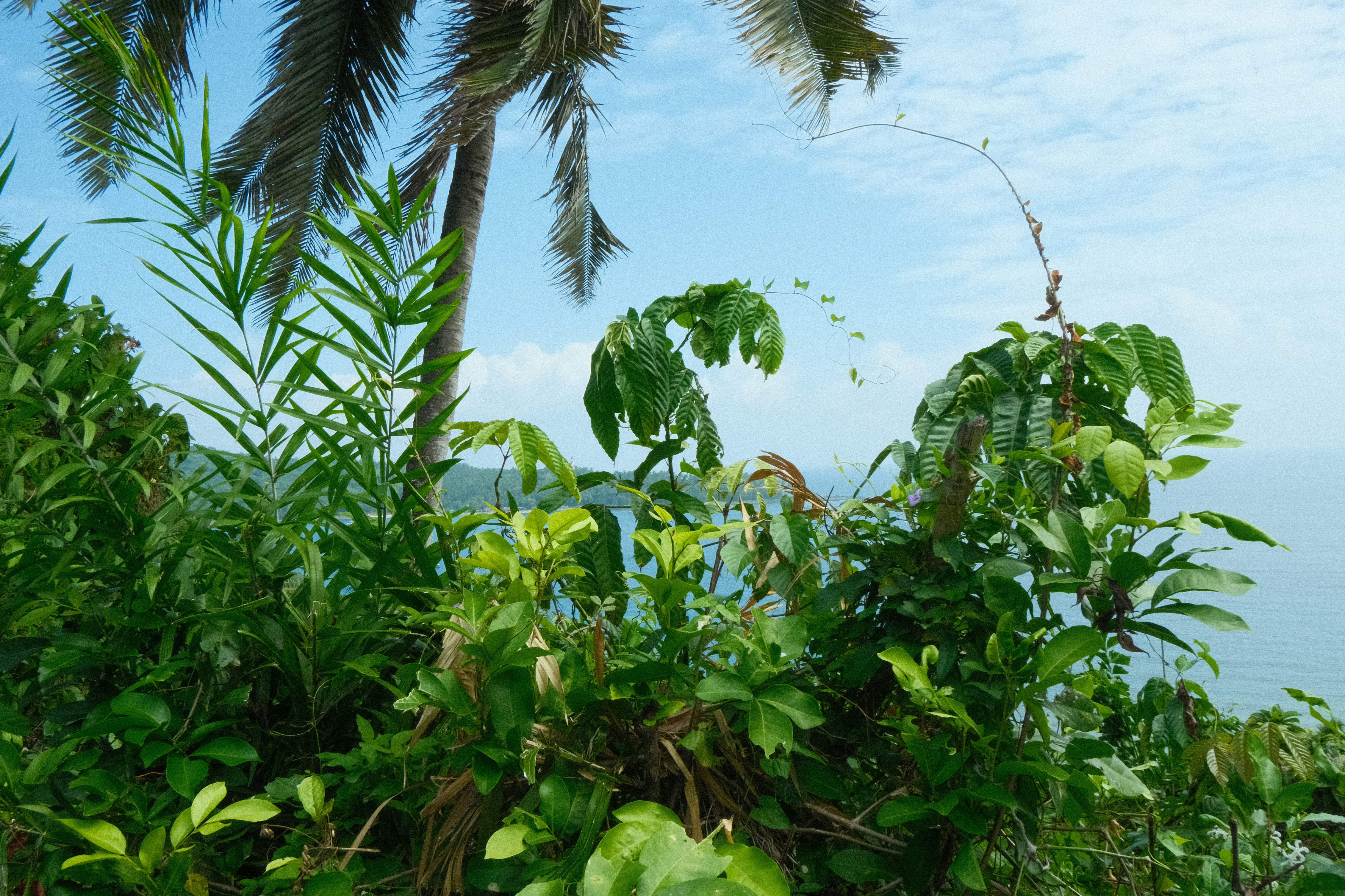 Lush Coastal Morning: Tropical Foliage Framing a Sea View