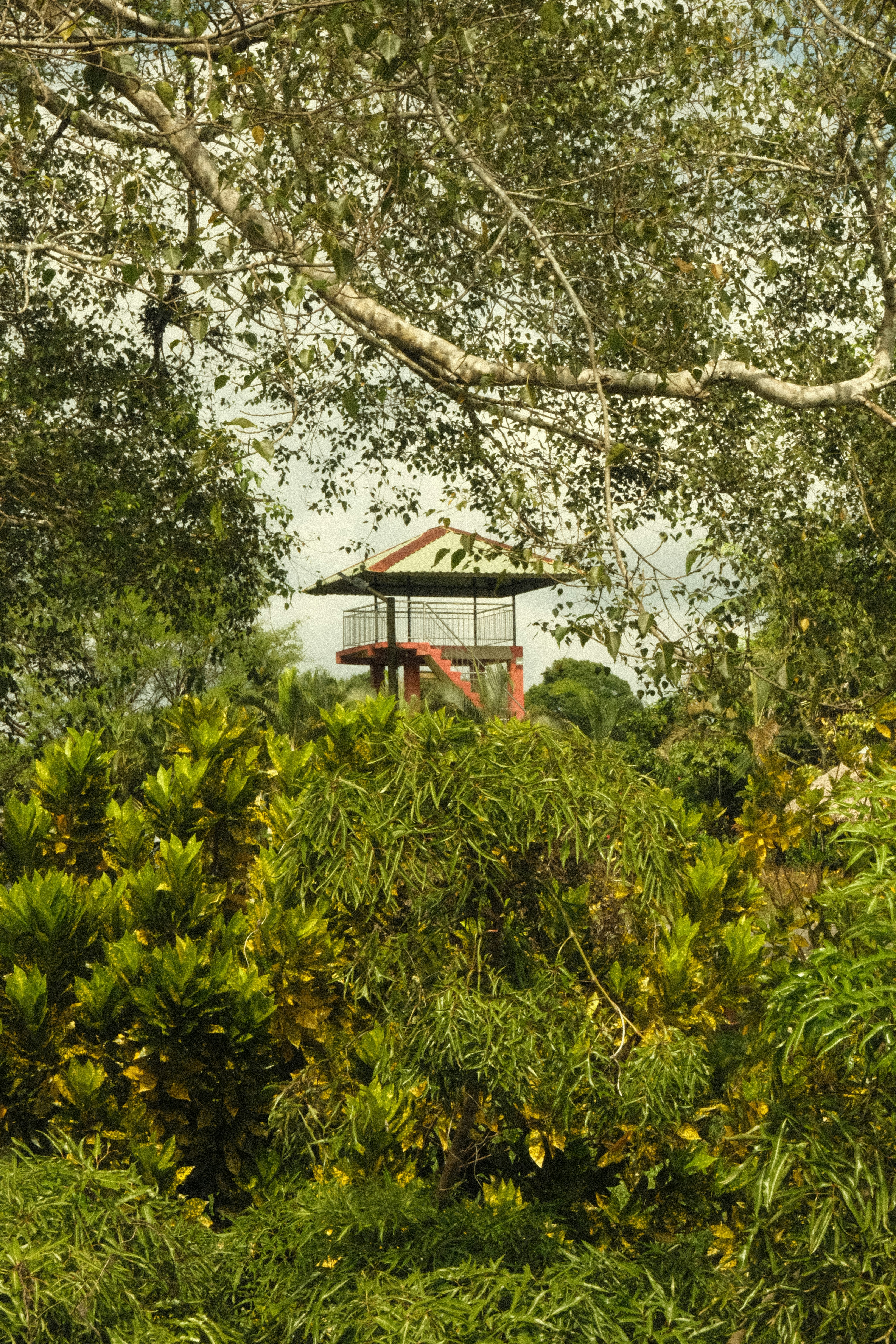 Watchtower in the Green Canopy
