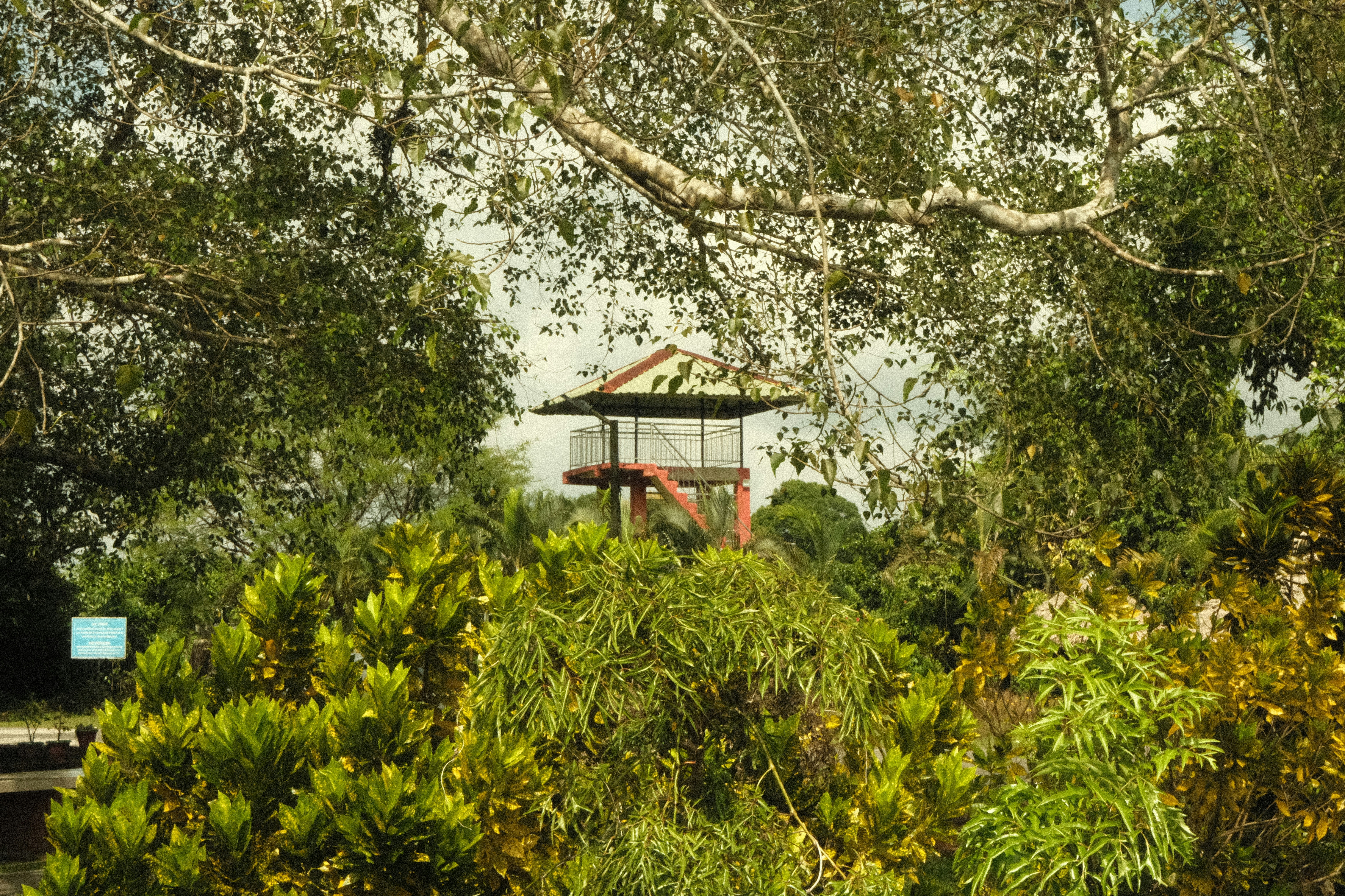 Watchtower Overhang: A Quiet Glade Framed by Verdant Canopy