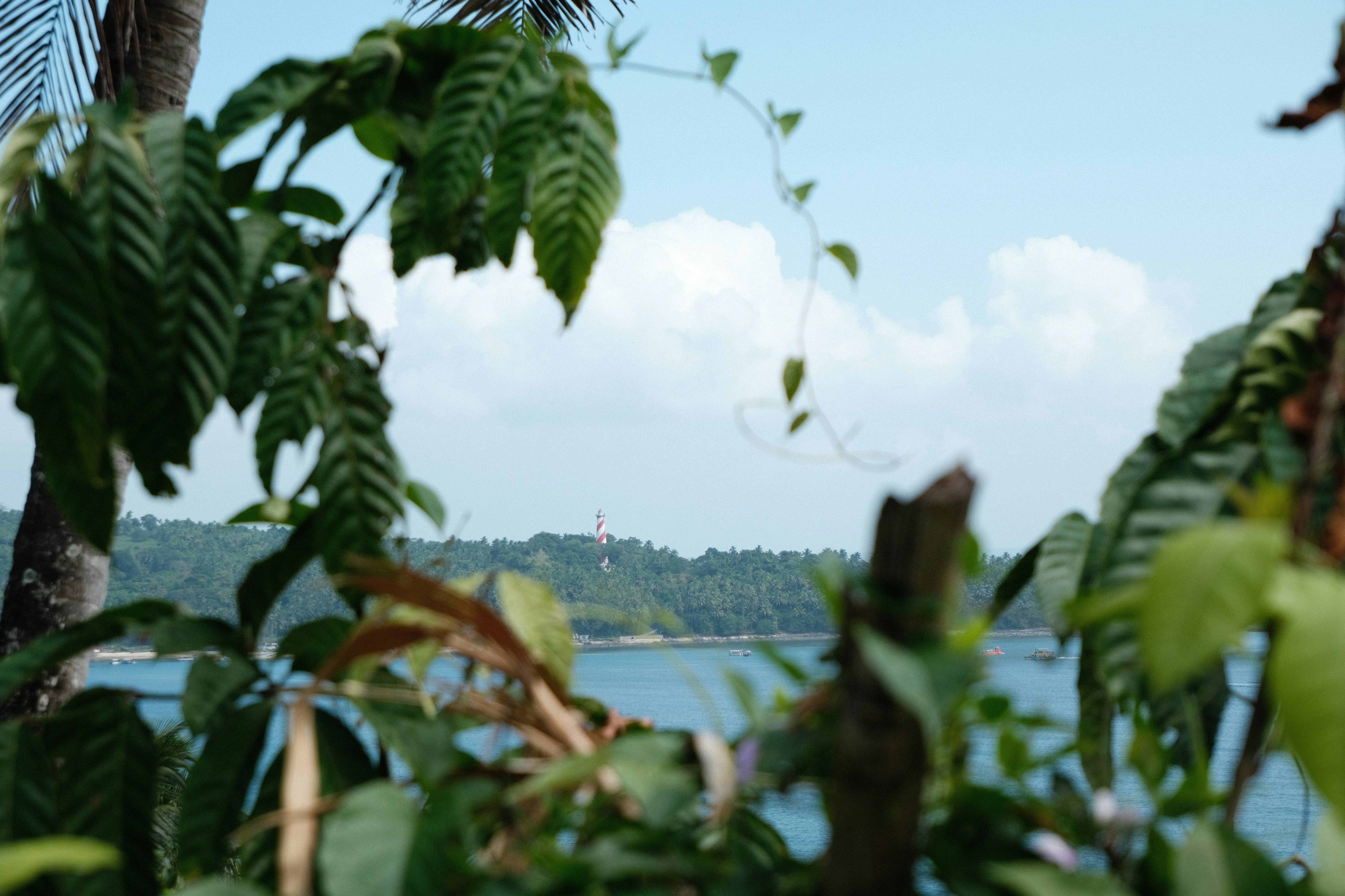 Hidden Coastal View Through a Framing of Leaves