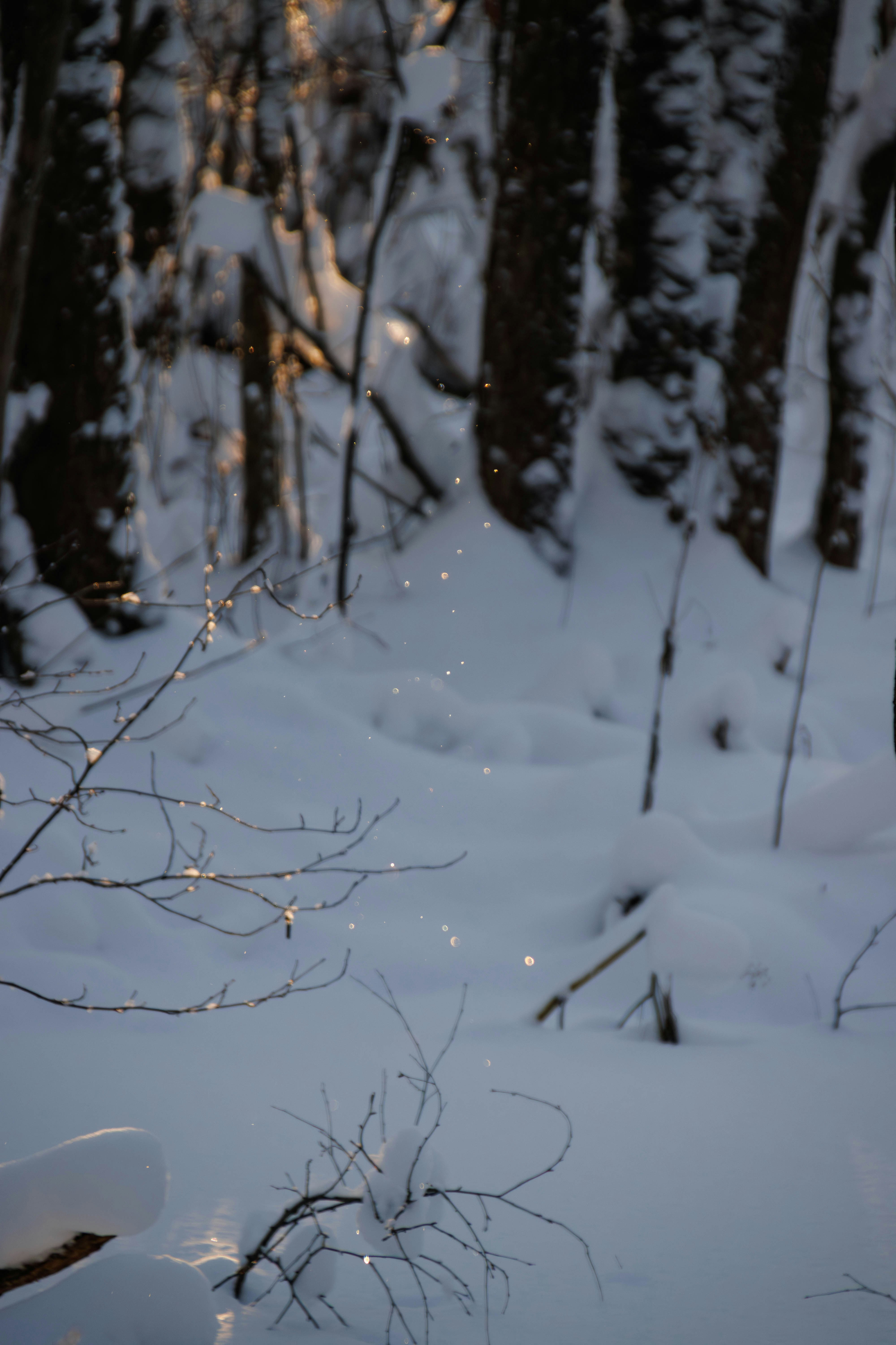 Snow-dusted branches in a quiet winter forest