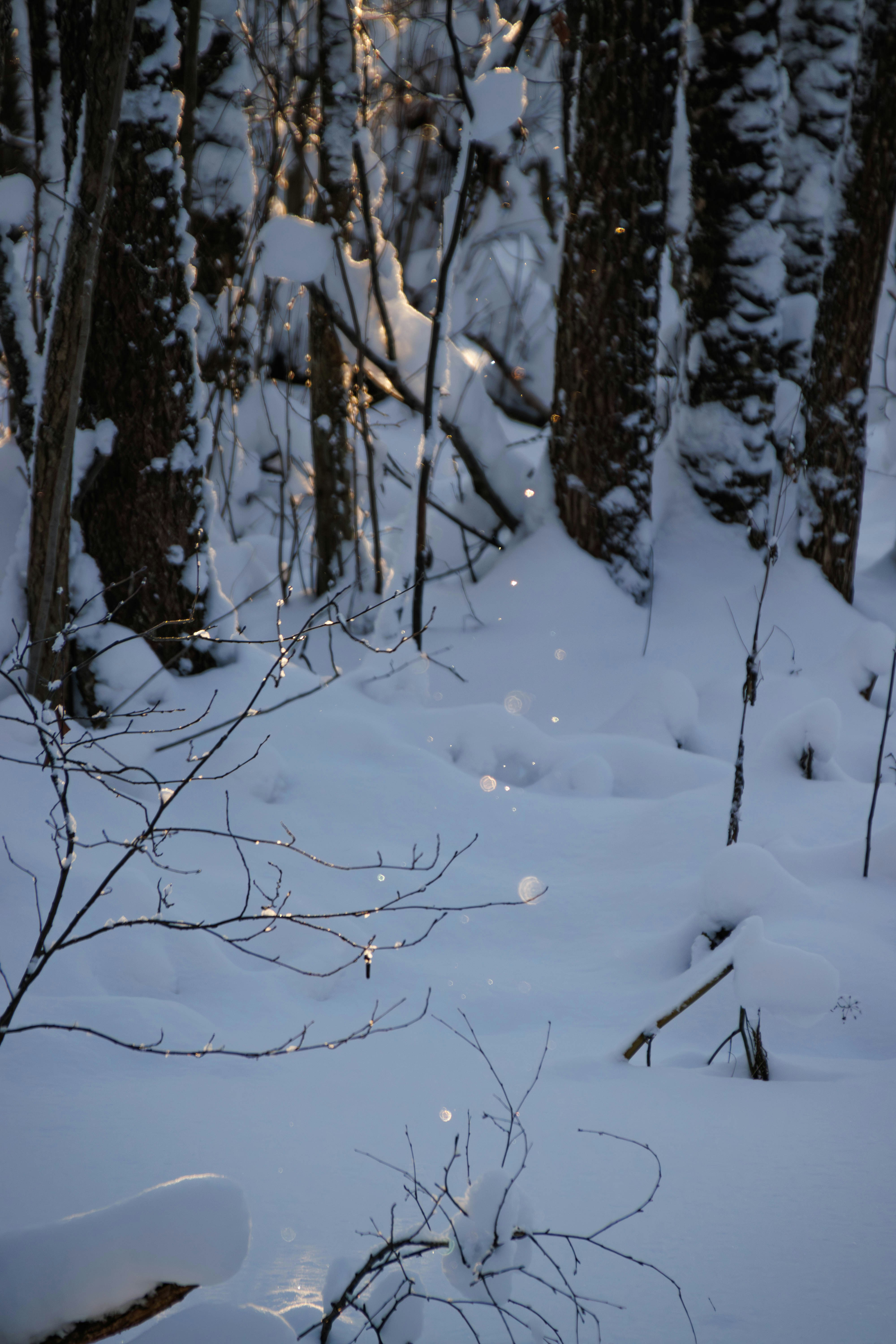 Snowbound Light: Dappled Orbs in a Quiet Forest