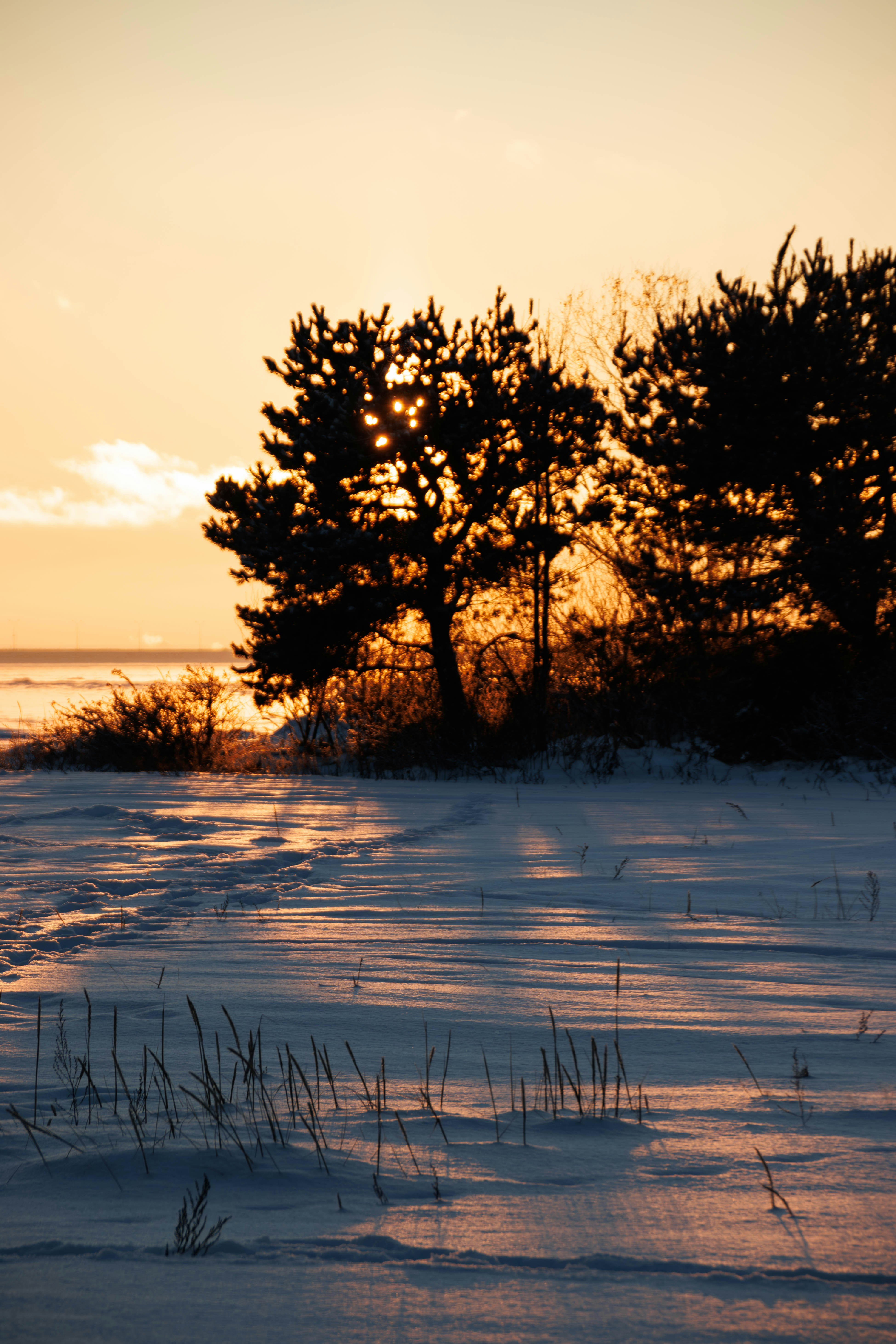 Sunlit Pines at Dusk Over Snow