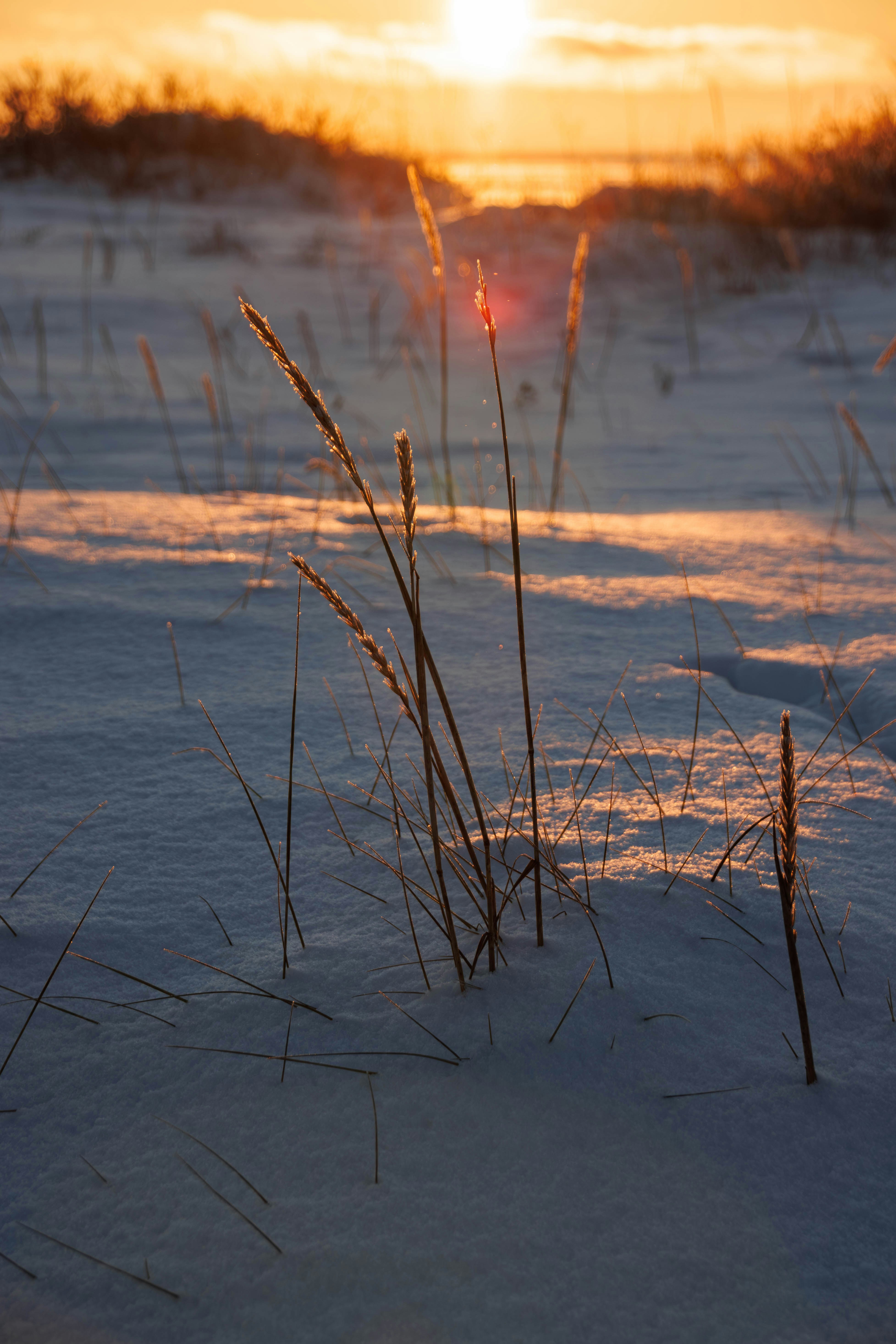 Low Sun, Tall Grasses: A Quiet Winter Field at Dusk