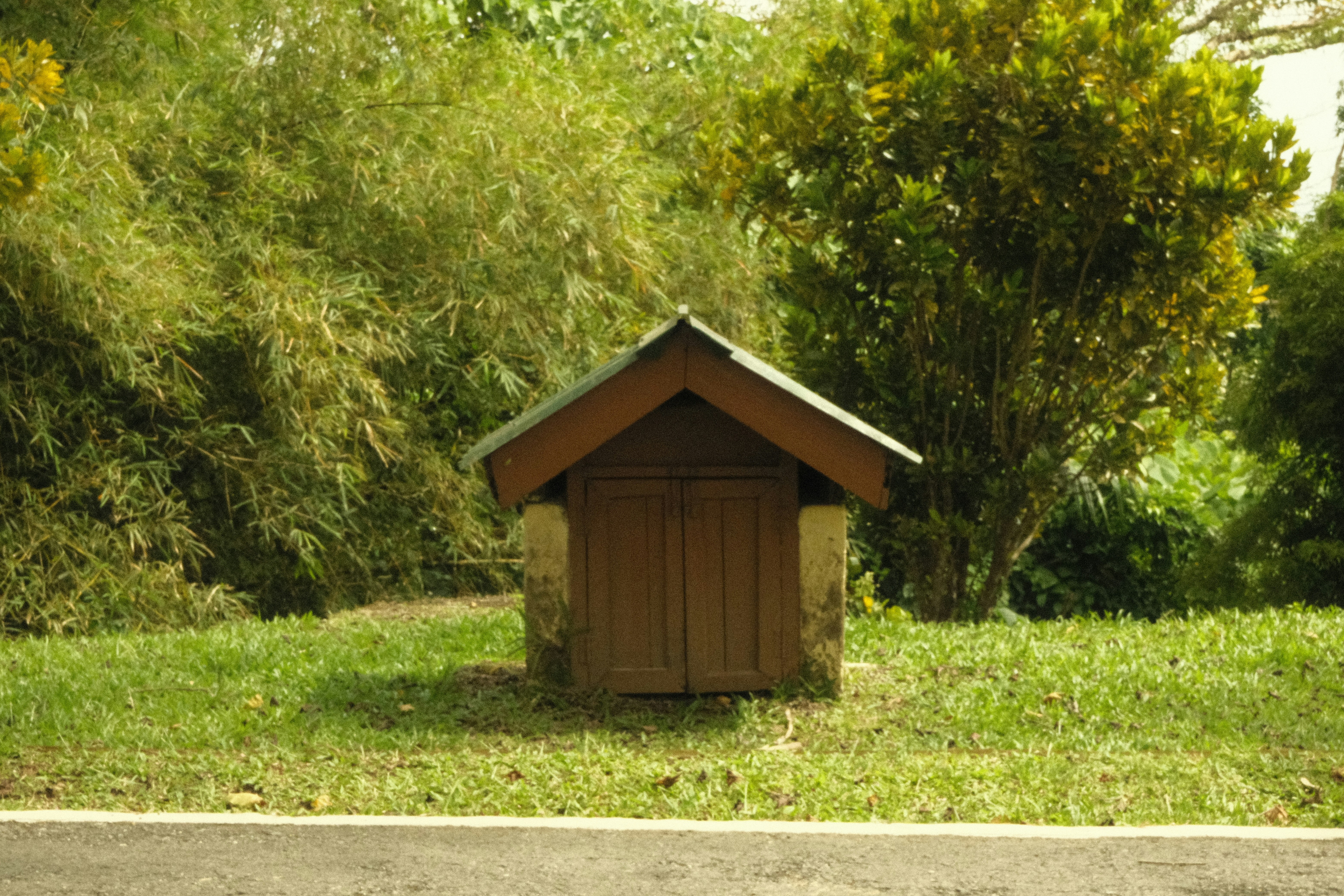 Tiny wooden shed under a sunlit canopy