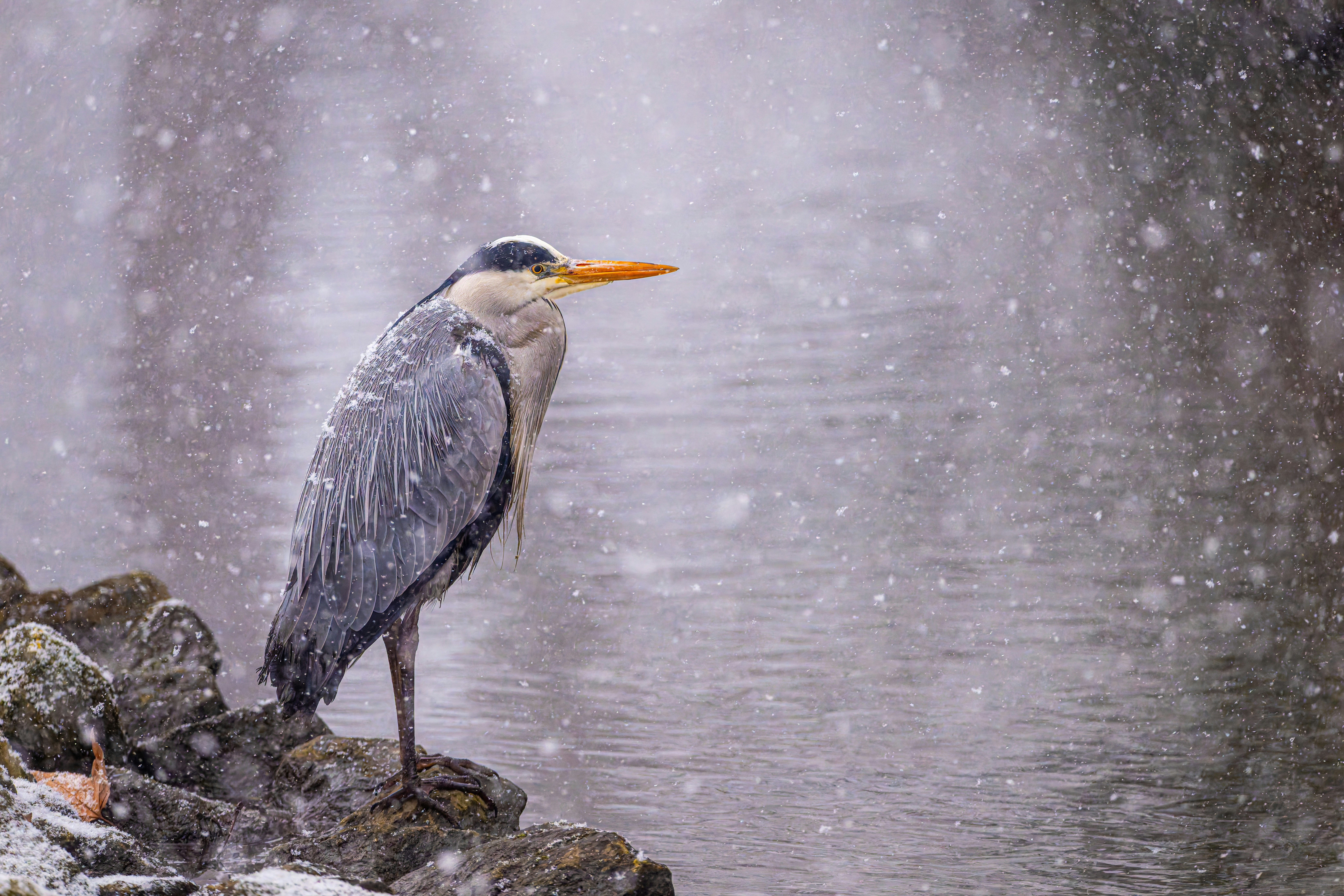 Grey Heron Stance on Rock Amid Gentle Snowfall