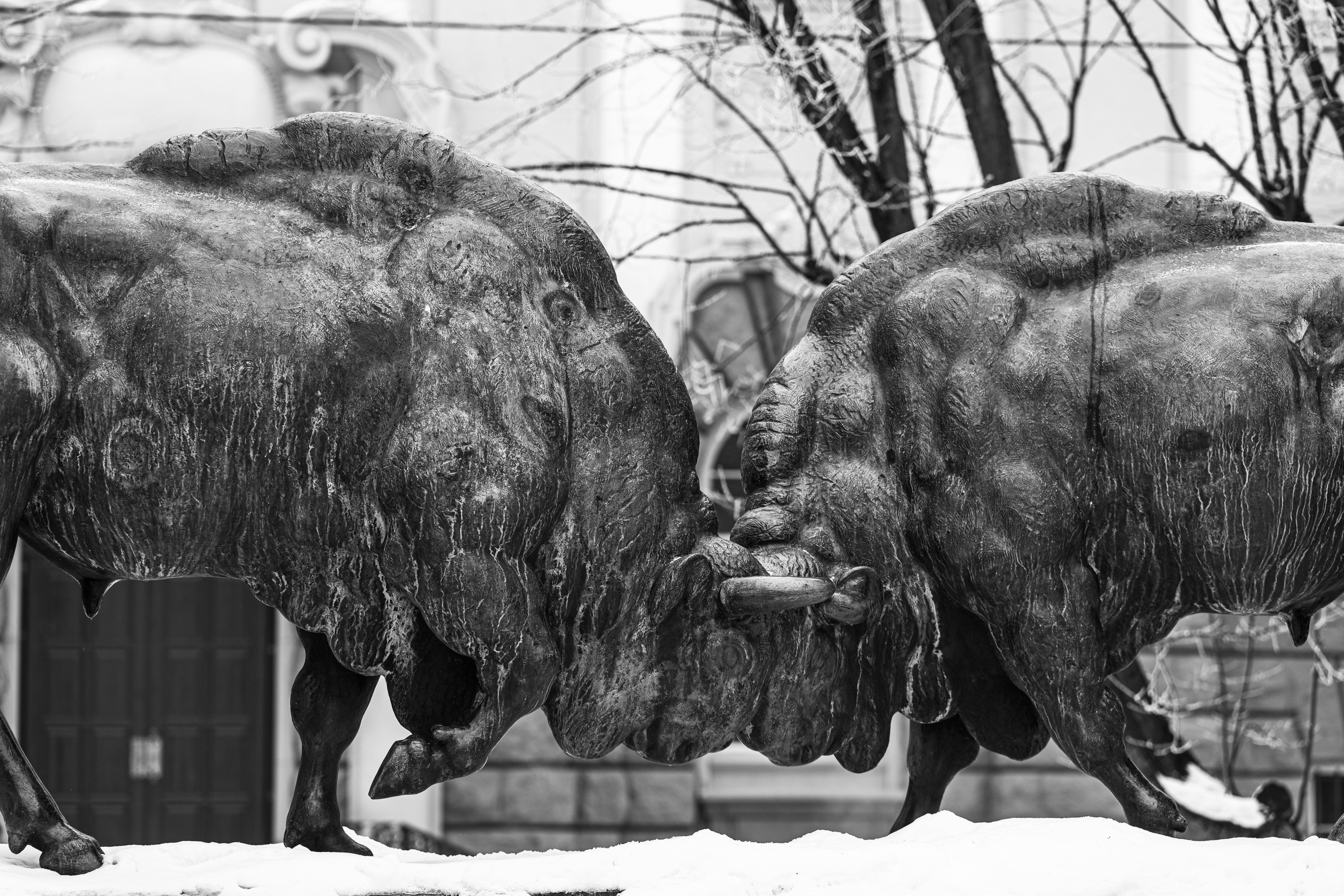 Winter Standoff: Two Bison Lock Horns in Snow