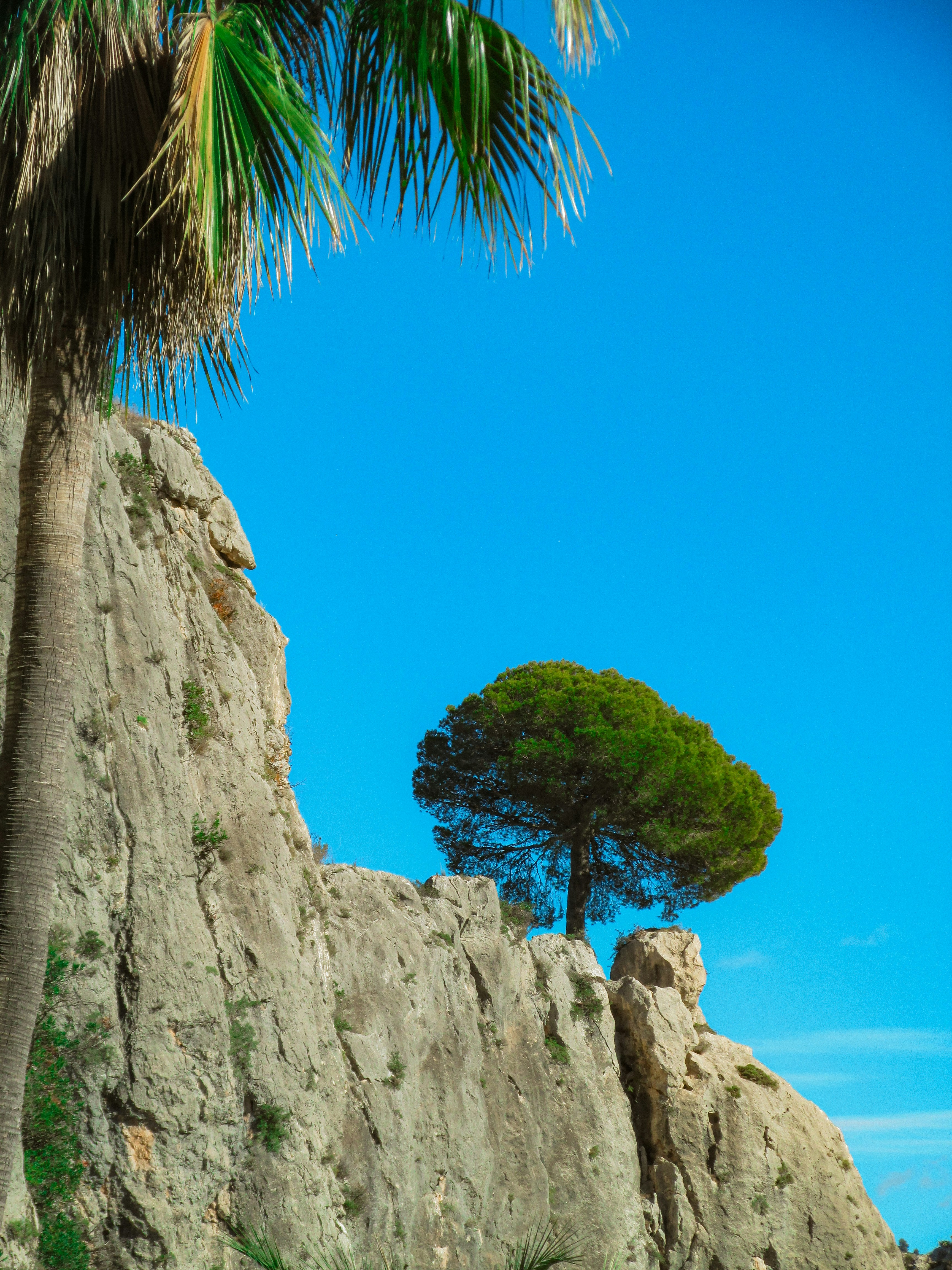 Cliffside Pine: A Lone Tree Standing Bold Above the Sea