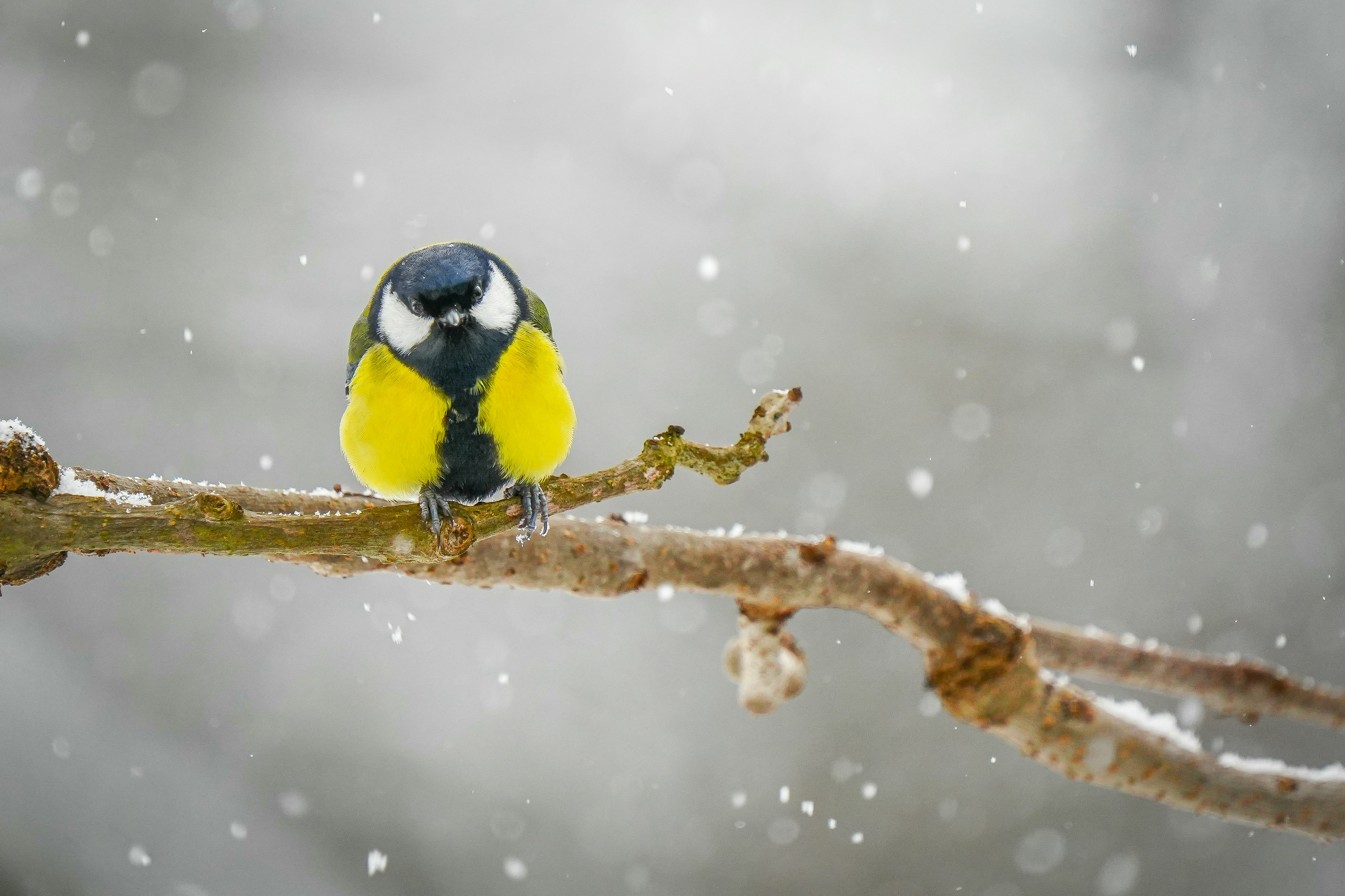 Photo by Nikola  Tomašić with Sony Alpha 7 IV