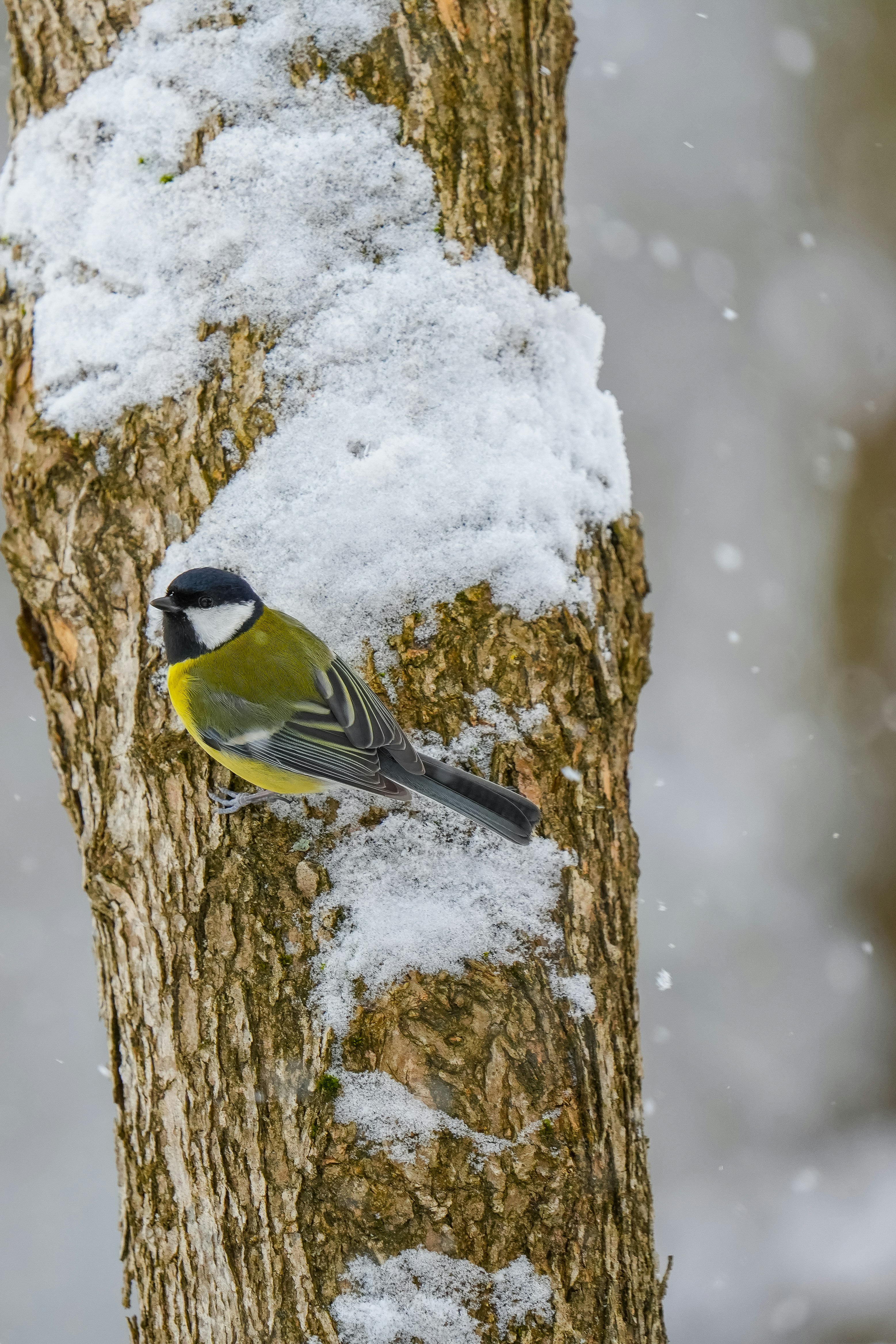 Photo by Nikola  Tomašić with Sony Alpha 7 IV