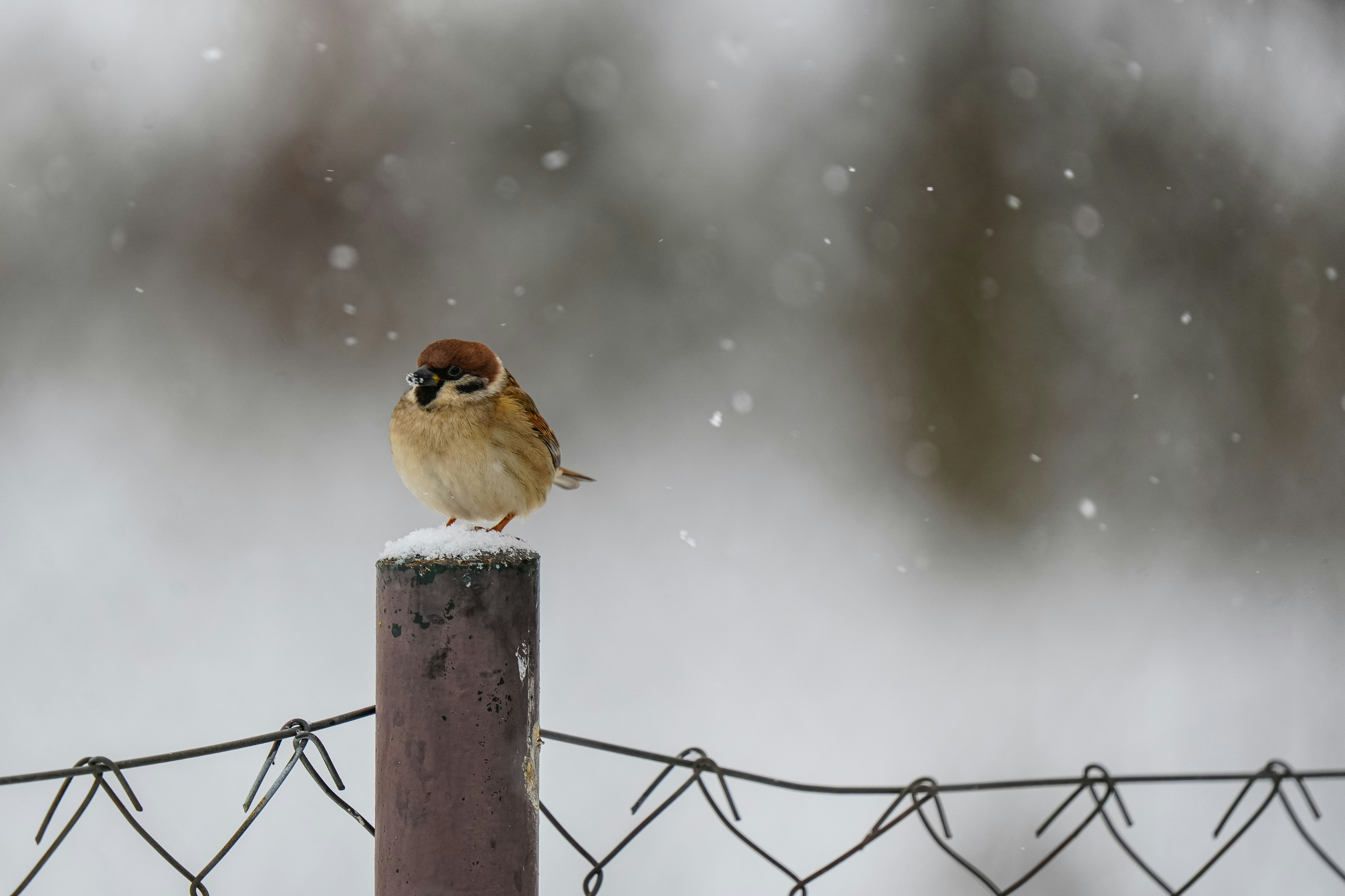 Snowbound Warbler on a Barbed Conductor
