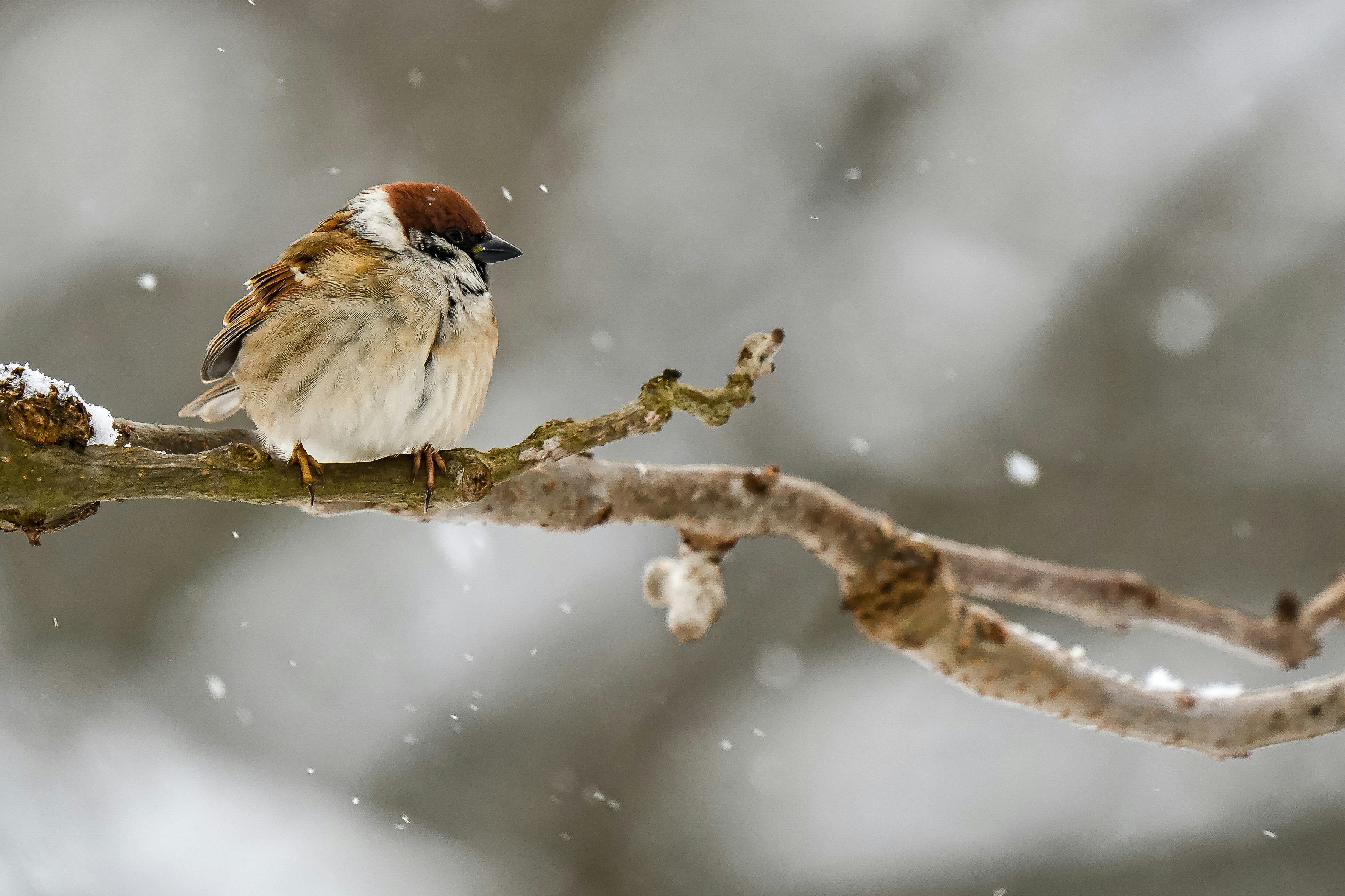 Photo by Nikola  Tomašić with Sony Alpha 7 IV