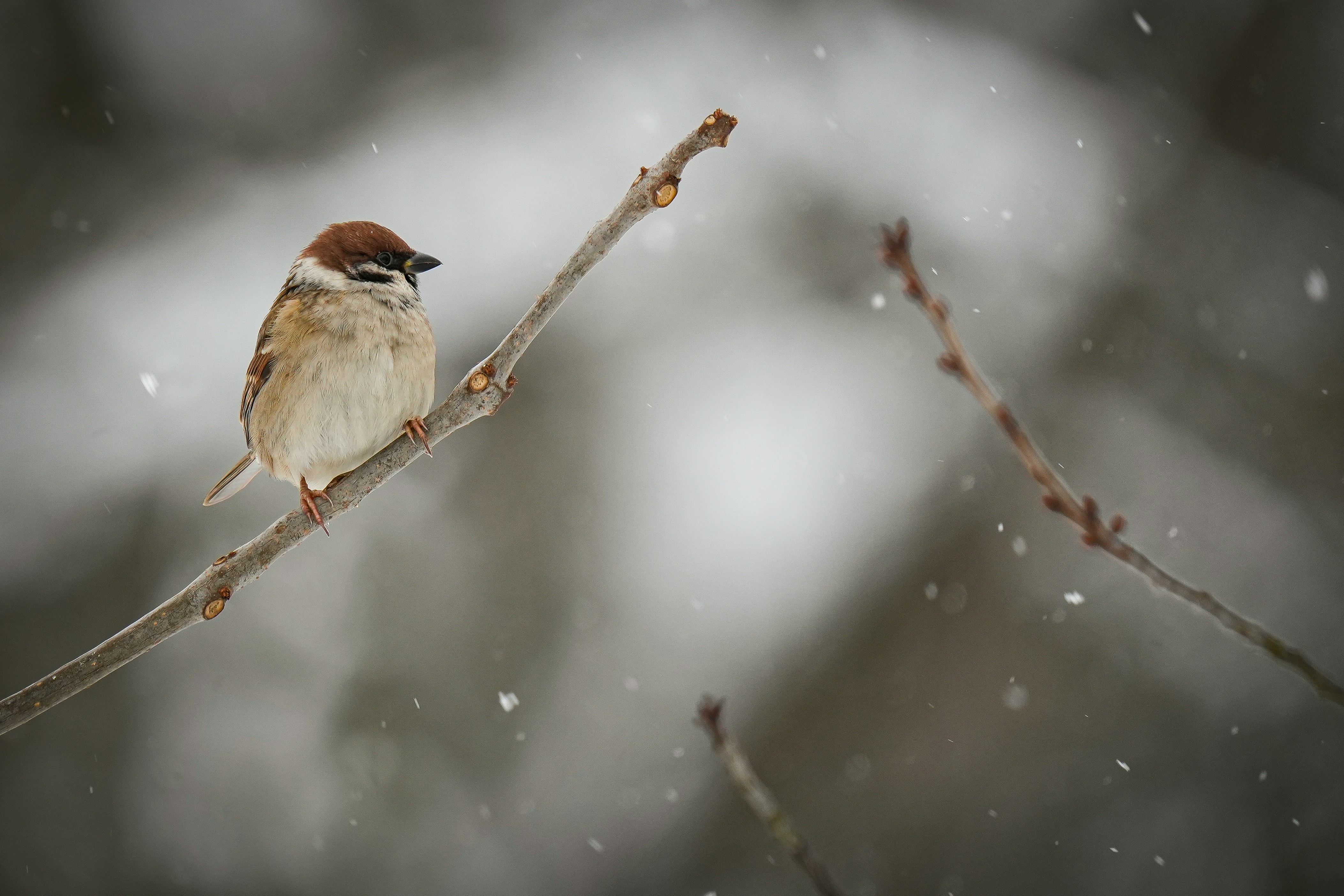 Photo by Nikola  Tomašić with Sony Alpha 7 IV