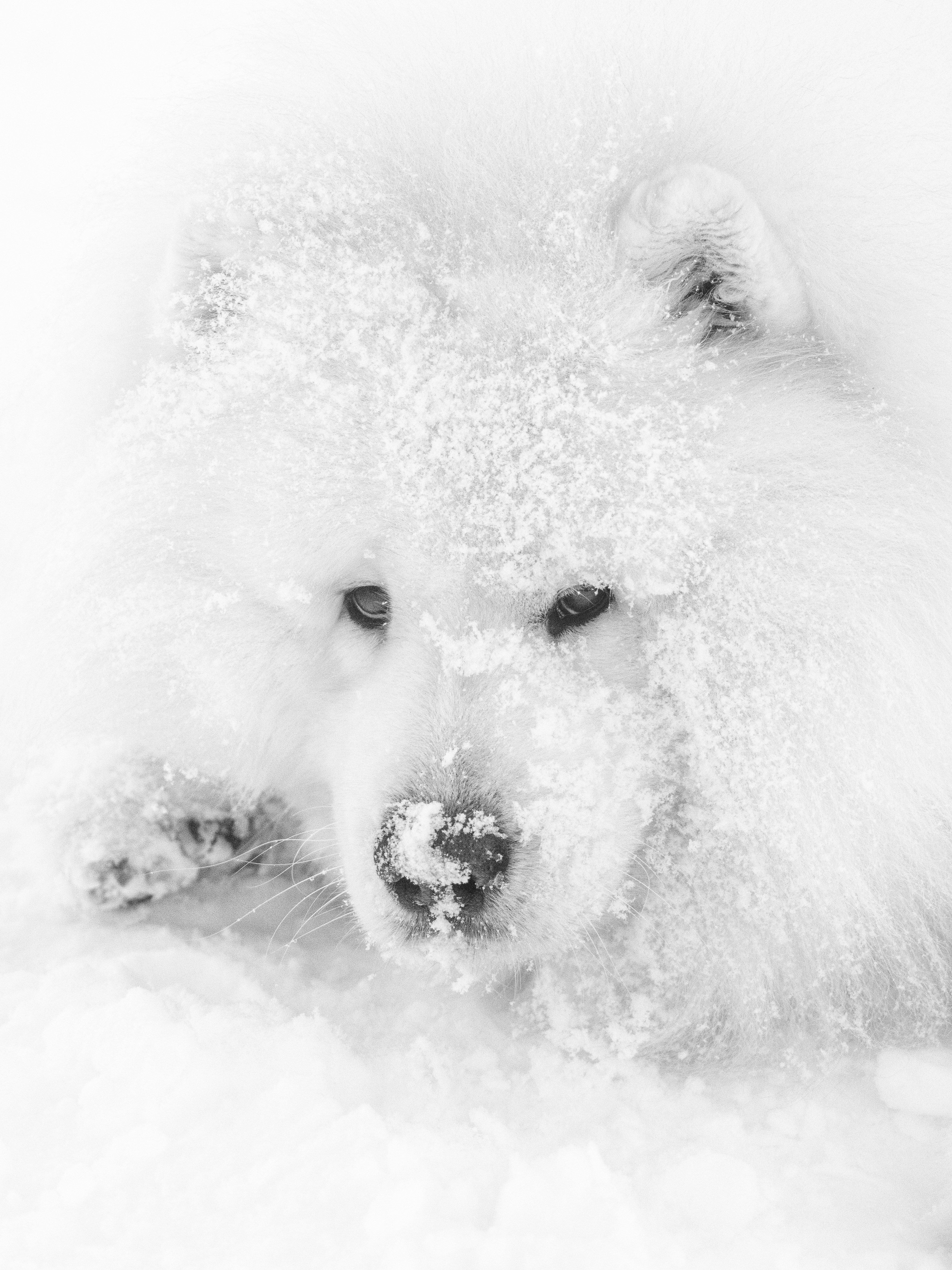 Snowbound Arctic Pup: A Close-Up of a Frosted White Spirit