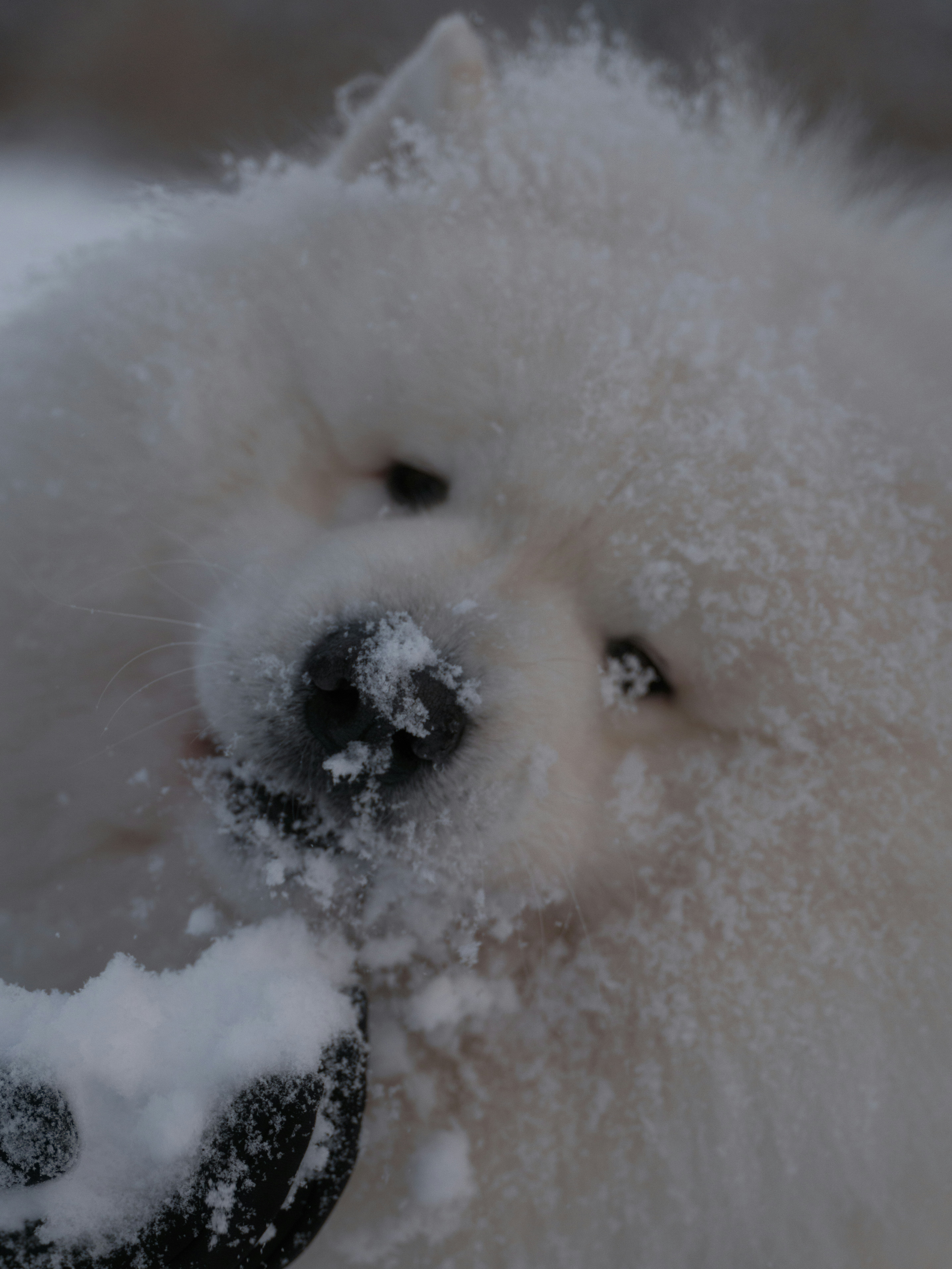 Snowbound Snout: A Polar Pup’s Frolic in Frosty Whispers