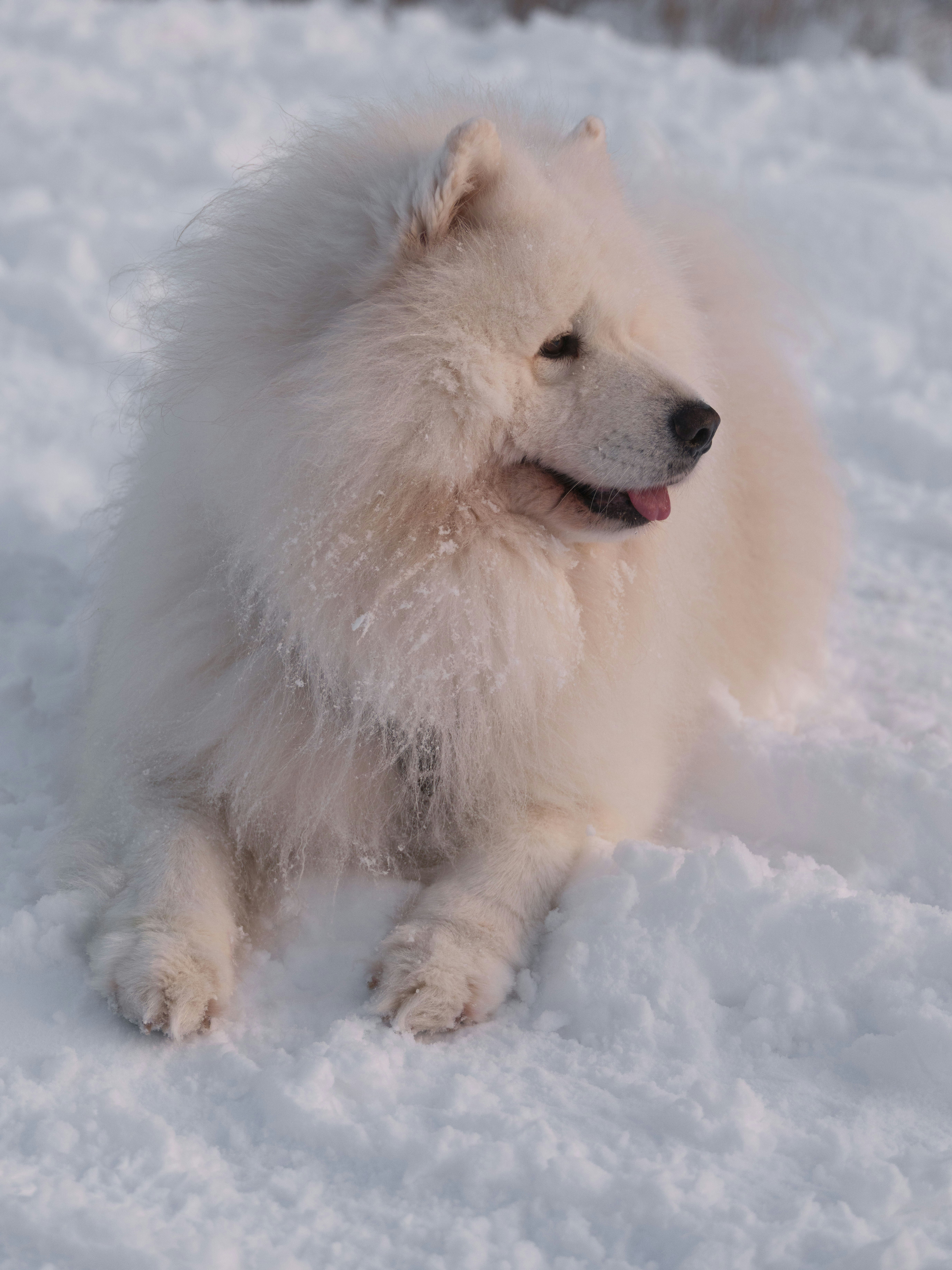 Snowbound Pomeranian: Quiet Confidence in White Landscape
