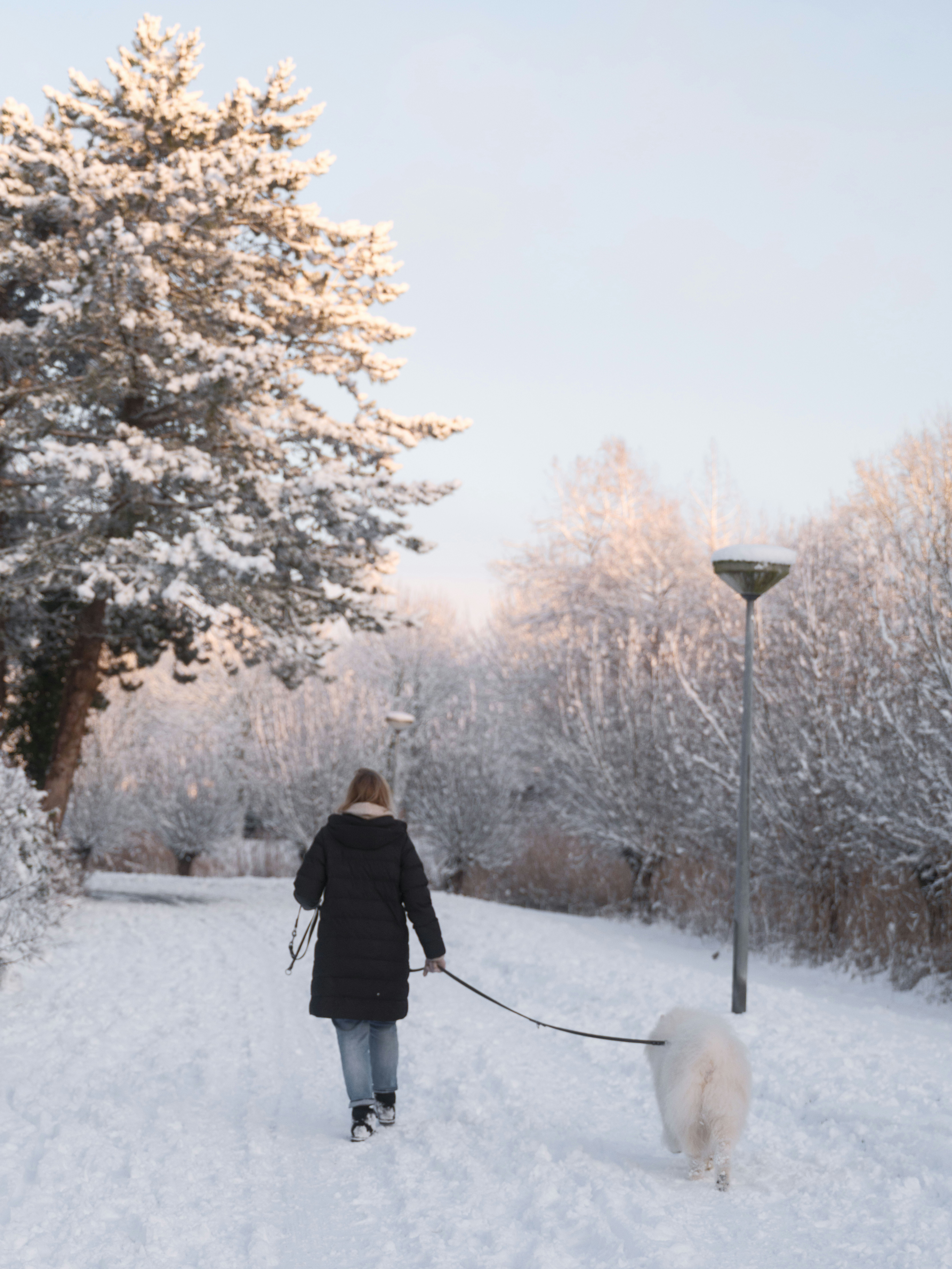 Snowbound Stroll: A Woman Walks with a Dog under Frosted Trees