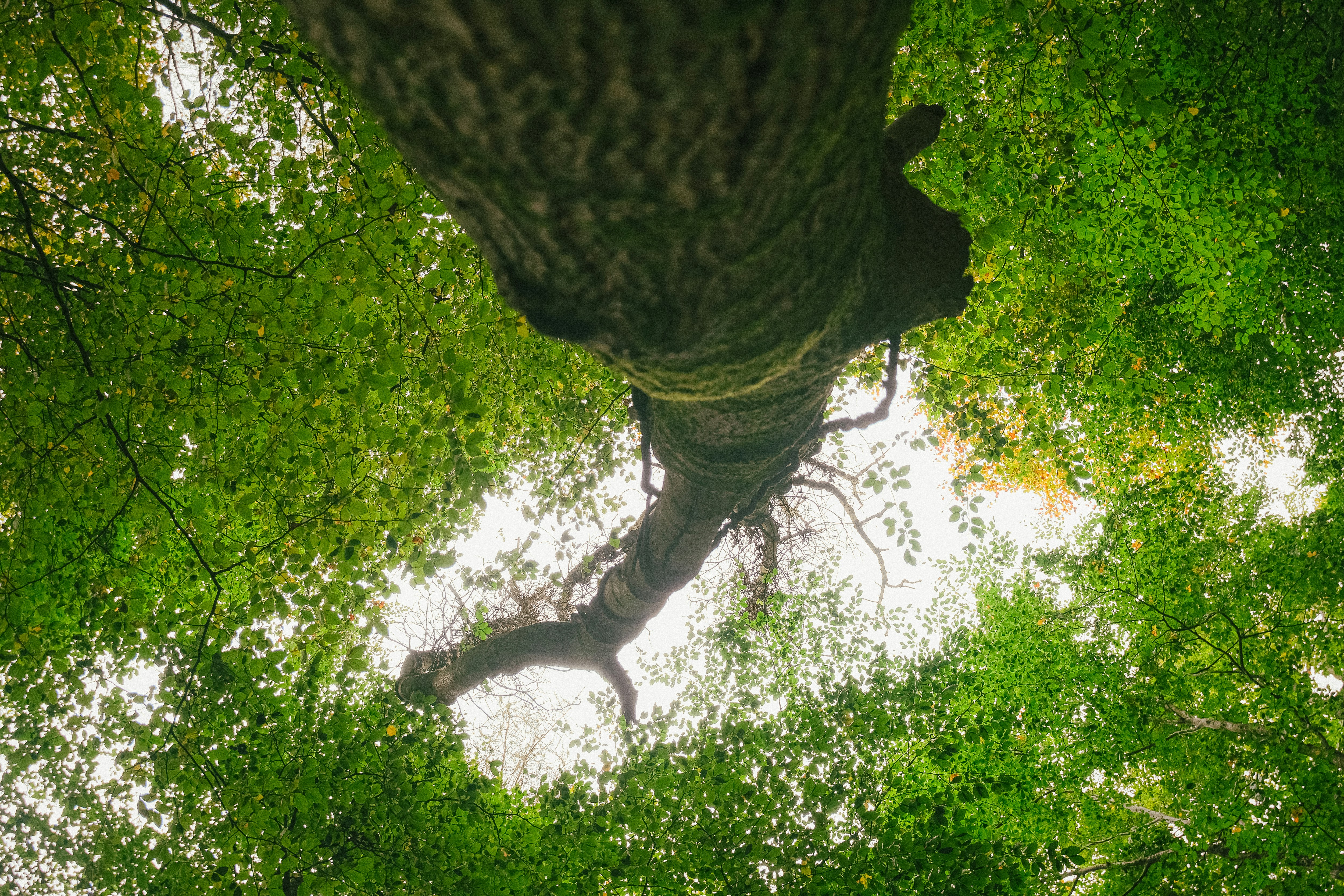 The wood has 3 looped walks which can cater for both the casual stroller or the nature walker, all these trails are waymarked.