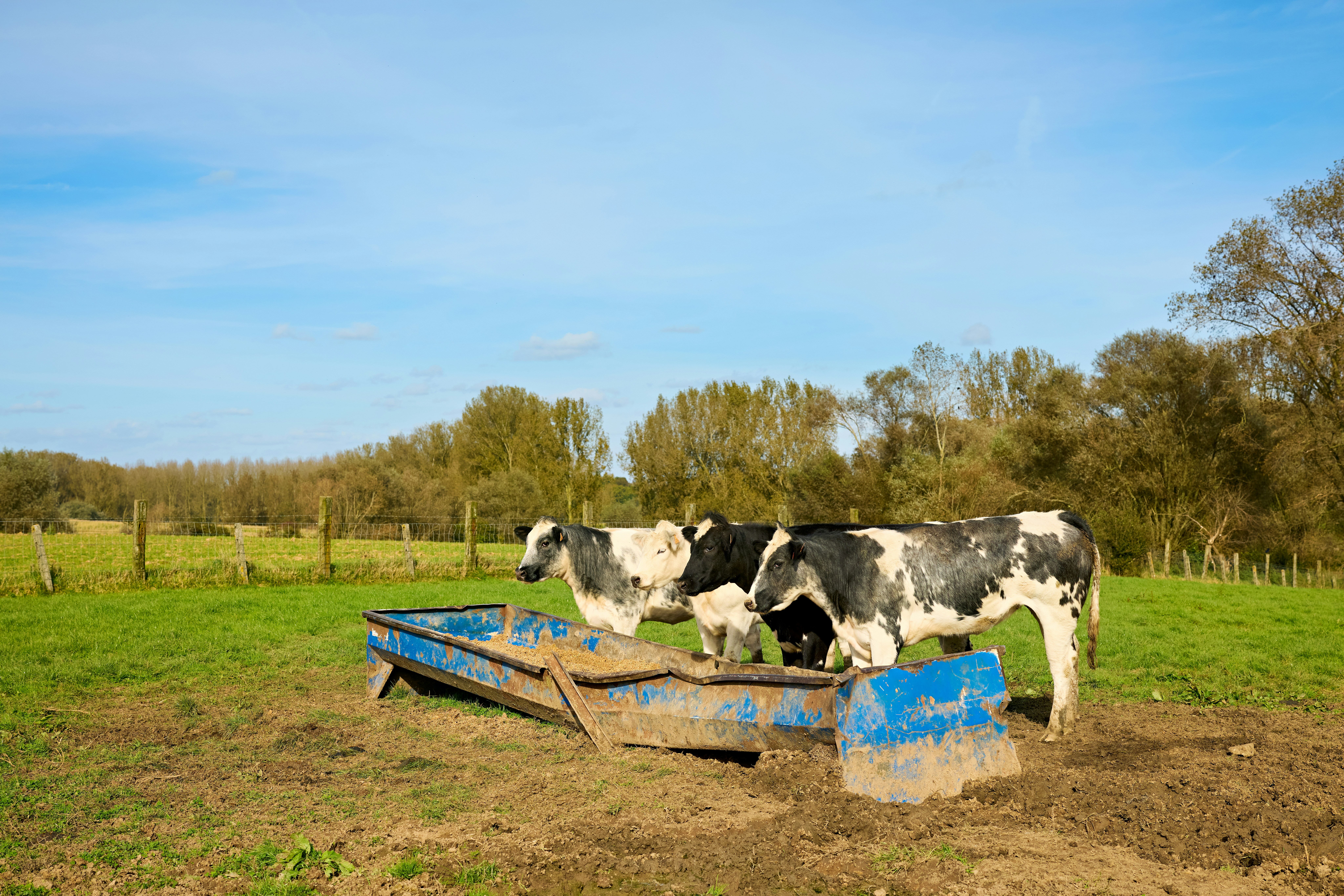 Pasture Feeding: Holstein Trio at a Blue Trough in Late Afternoon Light