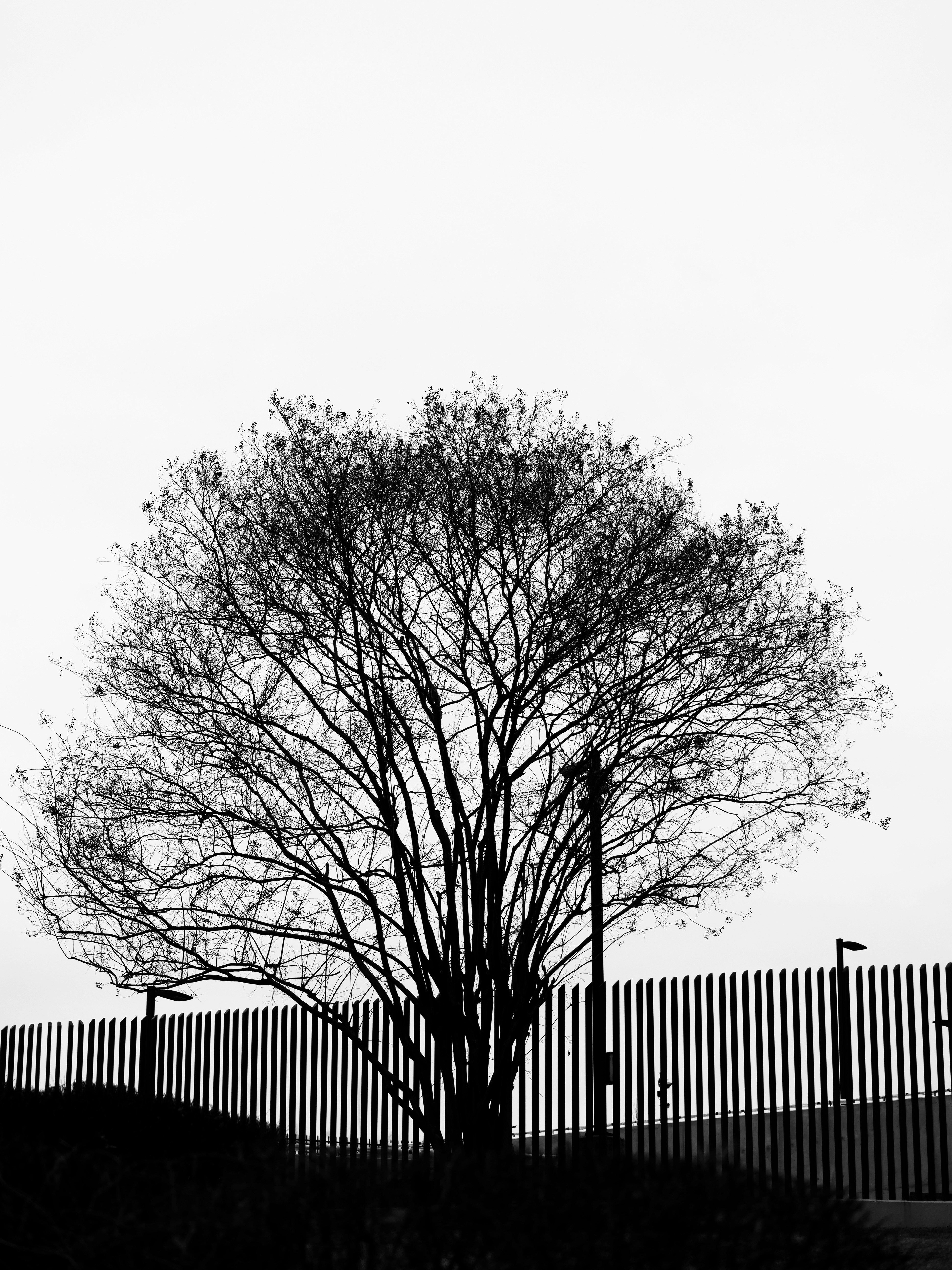 Dormant Sentinel: Silhouetted Tree Against Fence in Monochrome Sky
