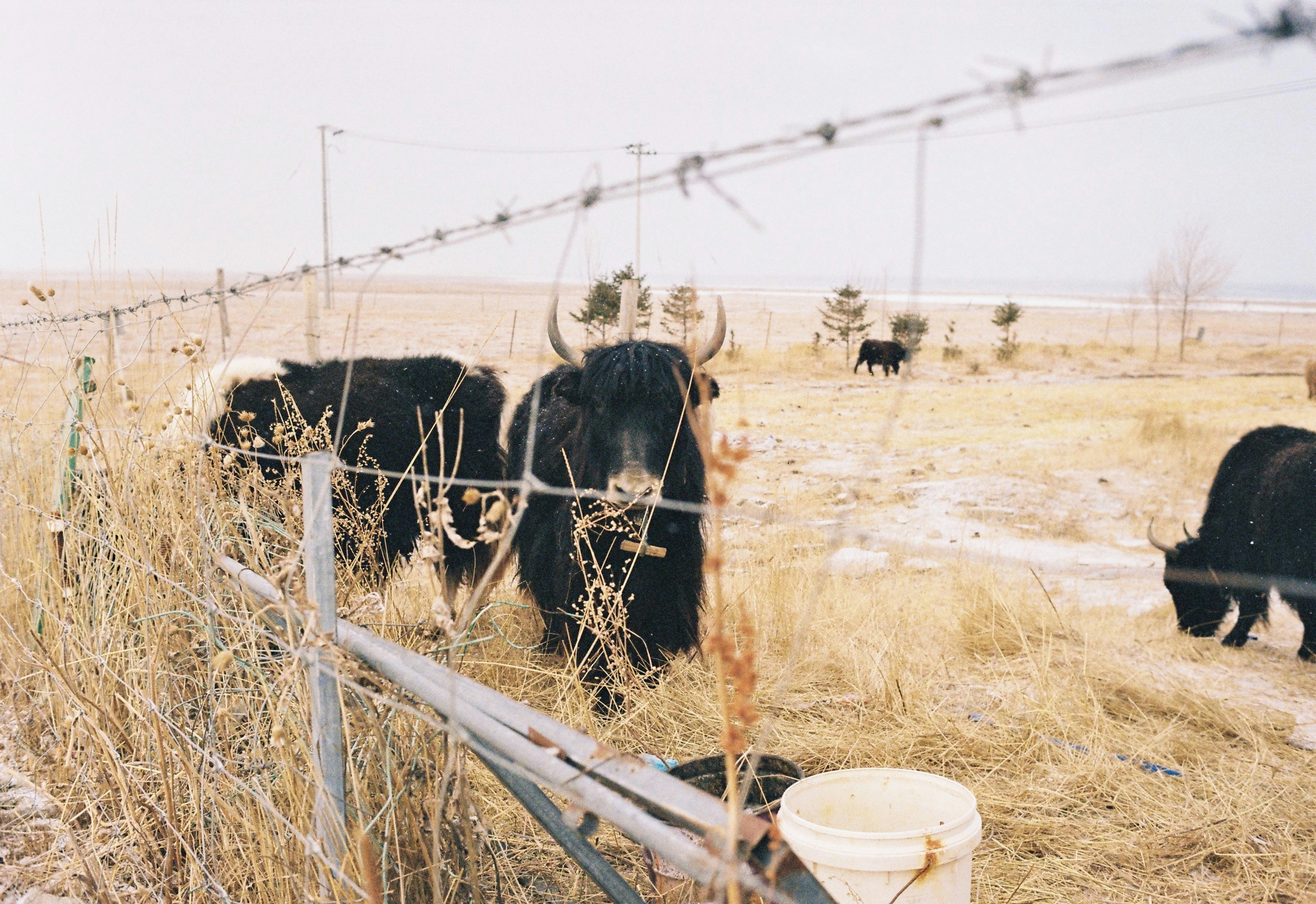 Bison Herd at the Fenceline on an Open Prairie