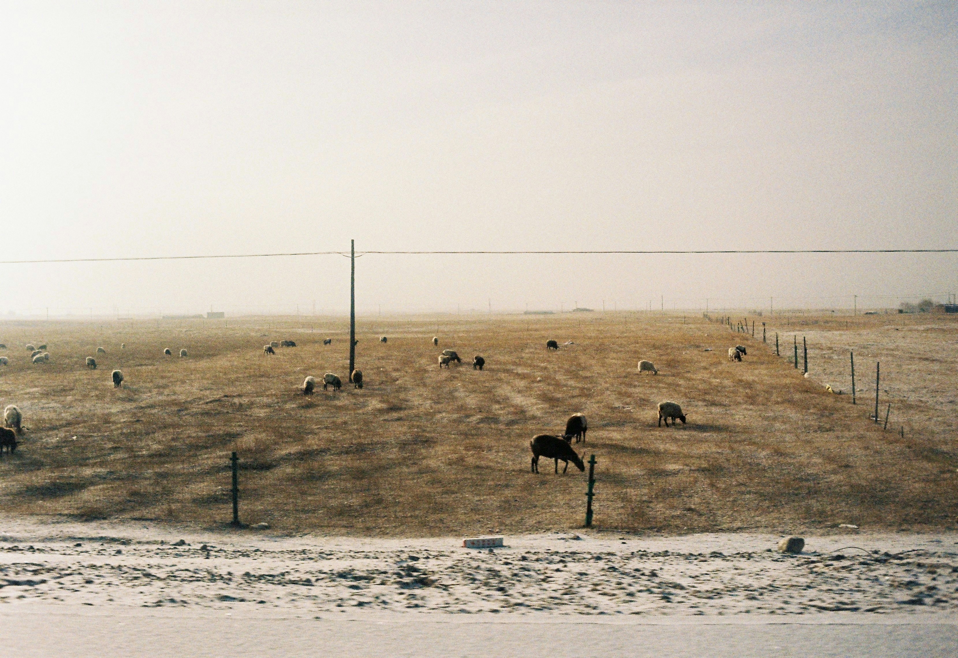 Pastoral Silhouette: Cattle on a Distant Dry Plain