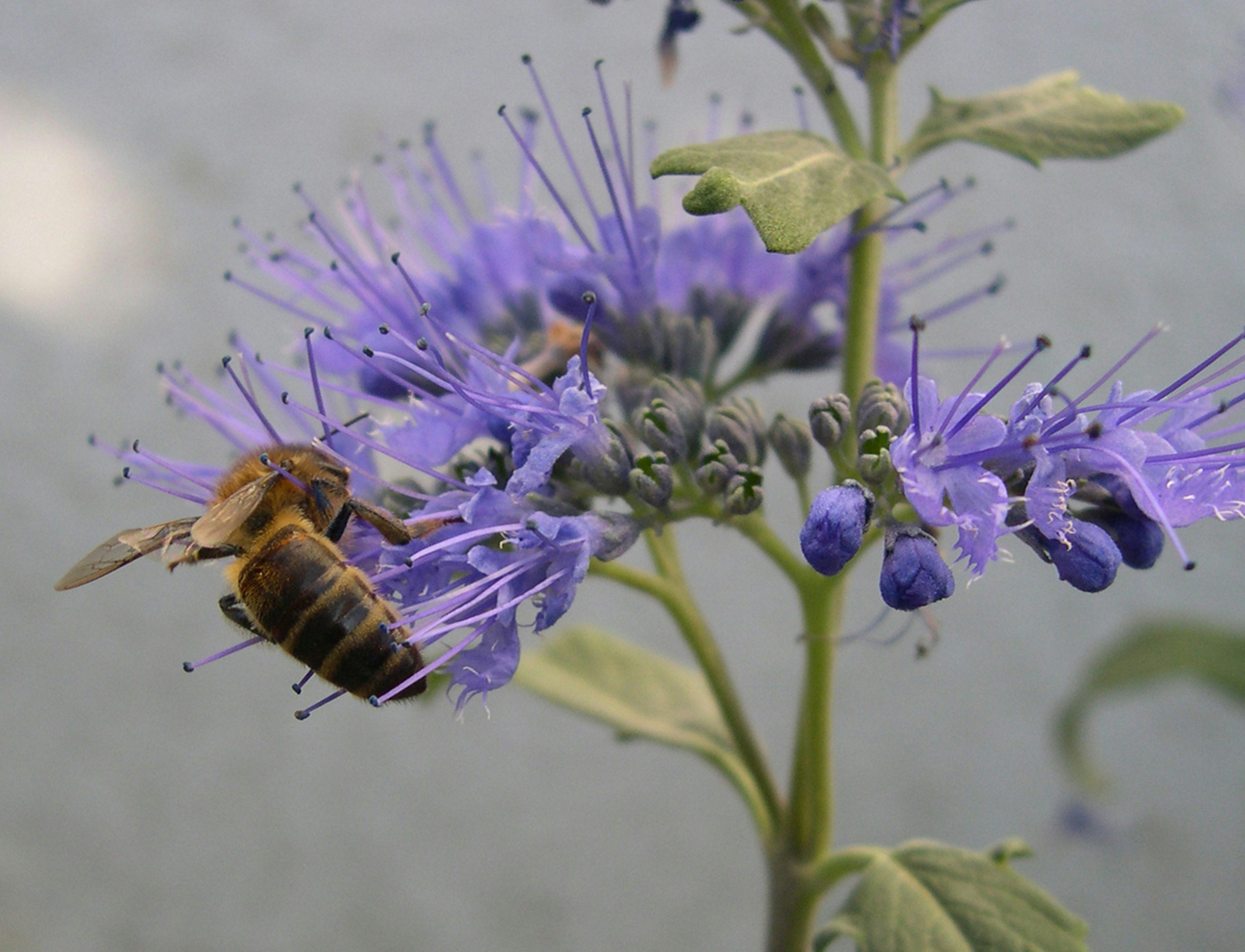 Purple Bloom and Pollinator: A Bee Darts the Lavender Stamen