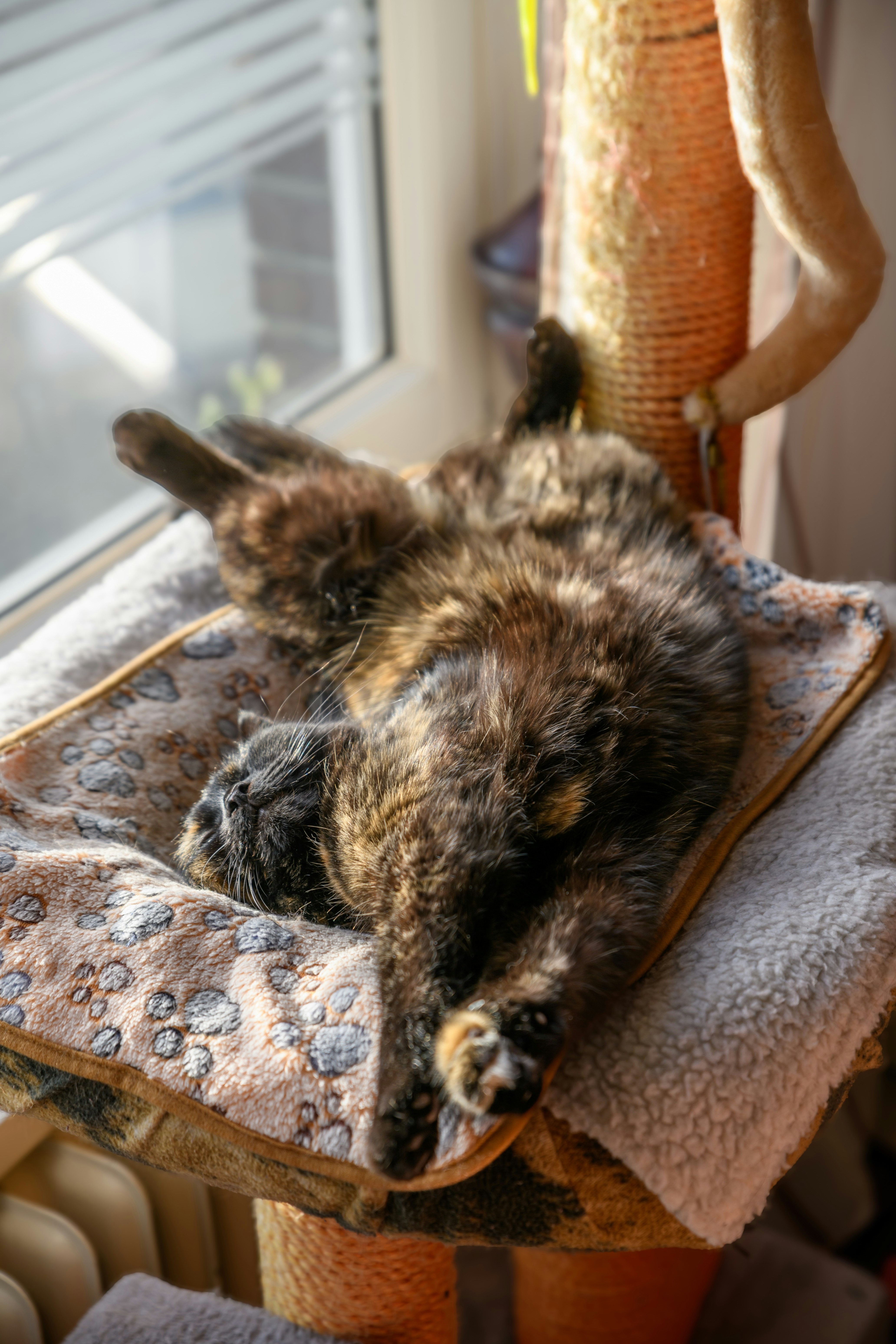 Relaxed Cat in Sunshine: Afternoon Stretch on a Plush Window Nook