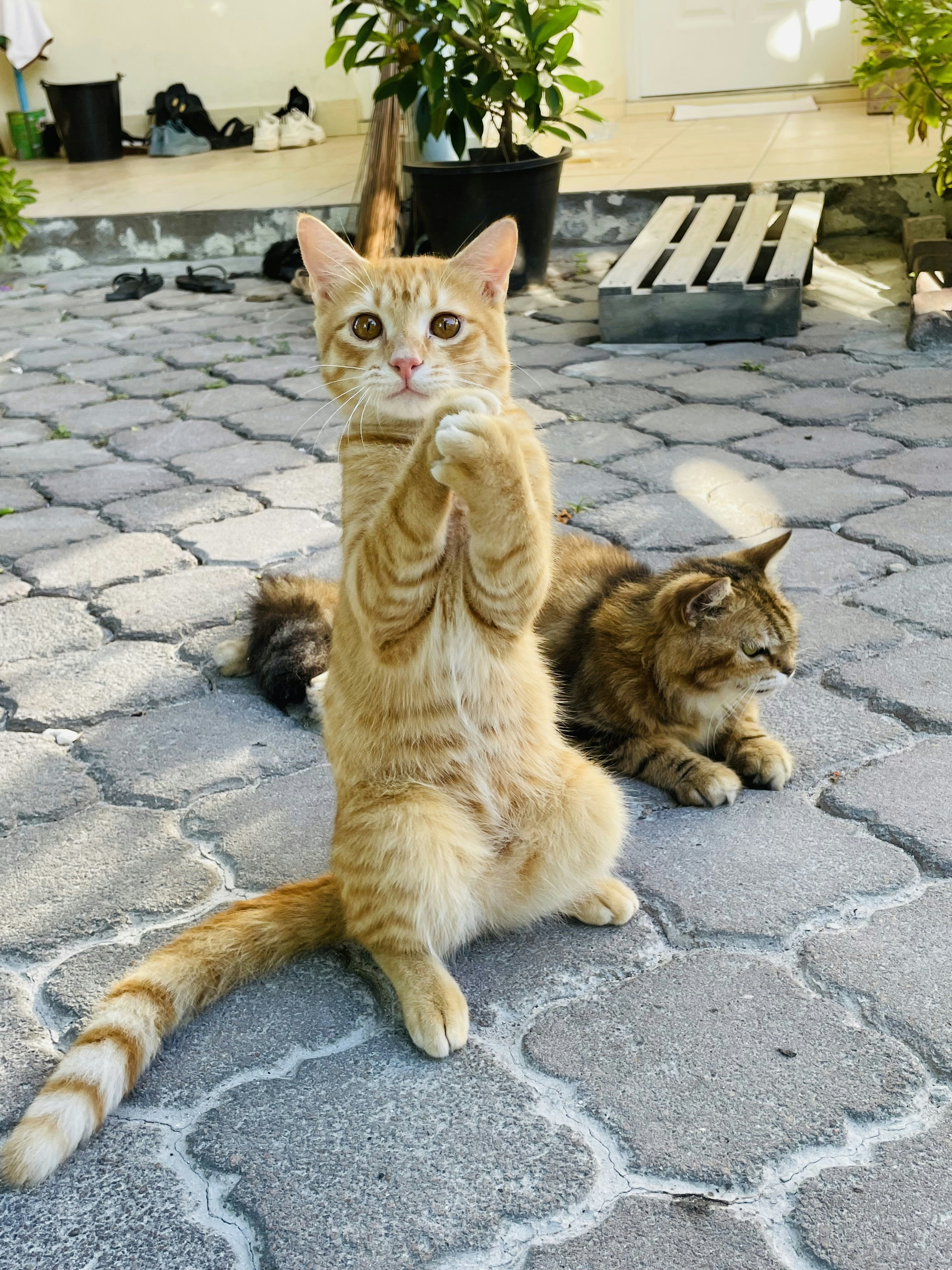 Curious Orange Cat Forefront: A Playful Moment On Sunlit Pavers