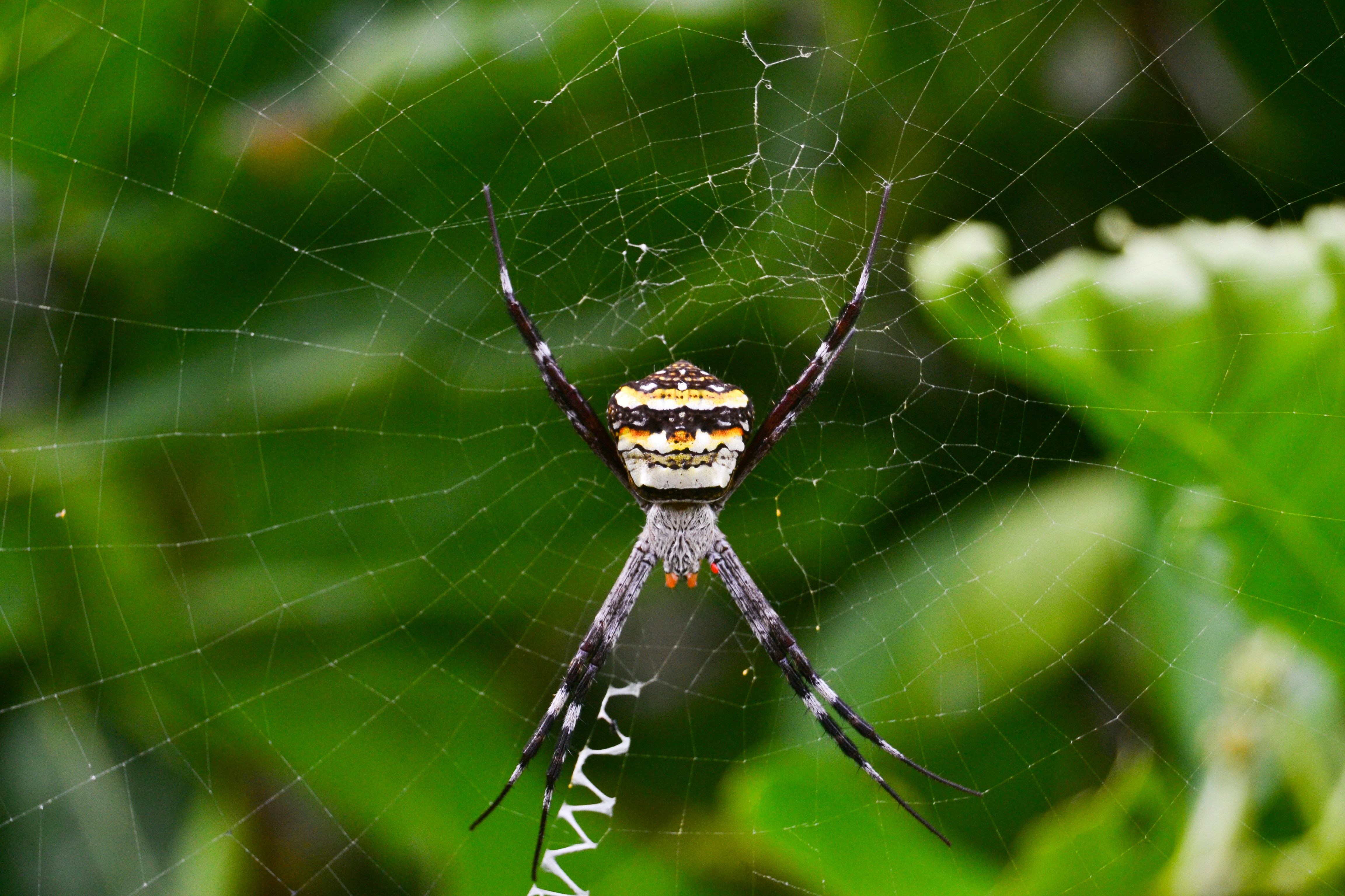 Centered Silk: A Garden Spider Weaving Precision in a Web