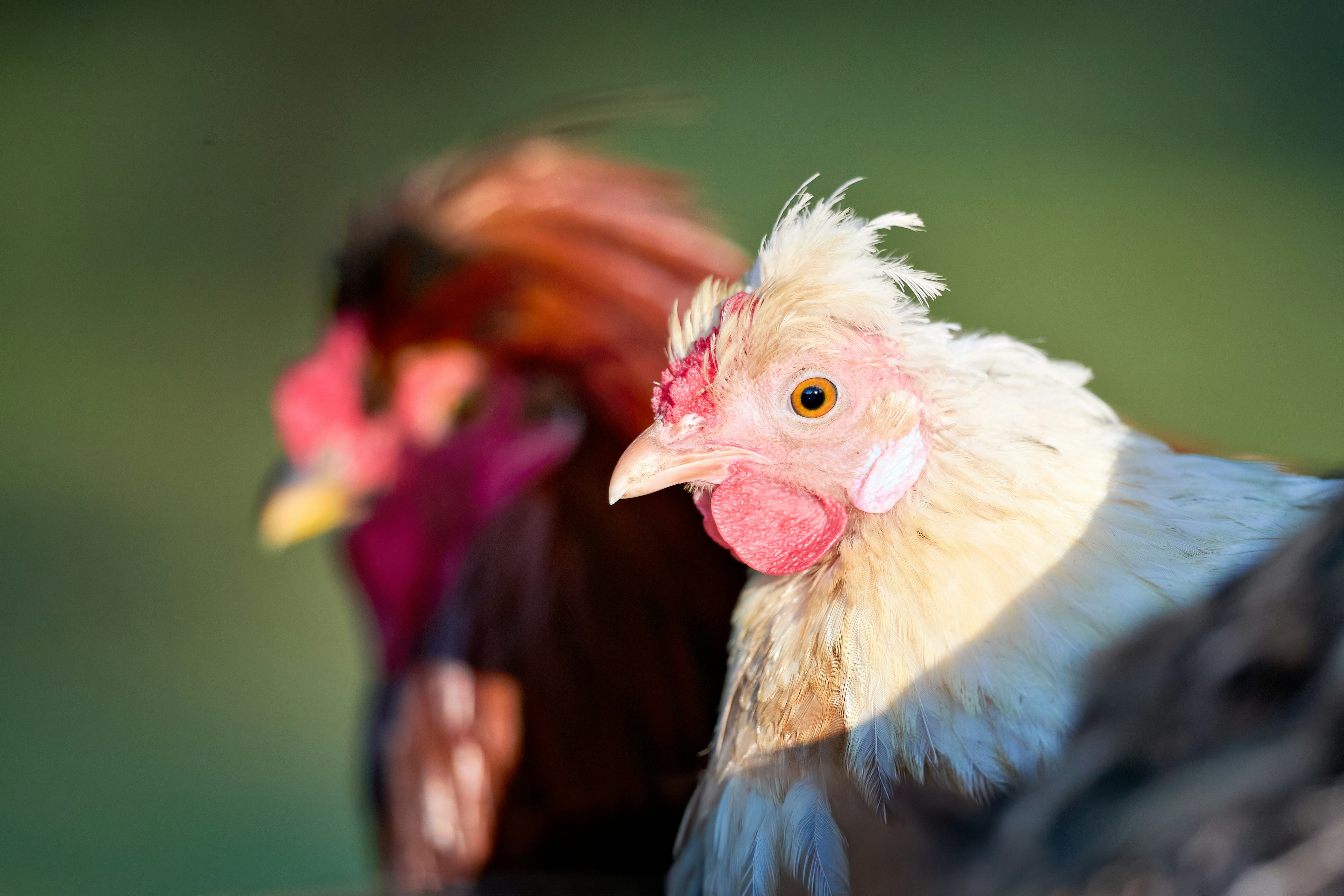 Sunlit Hen: Close-Up of a Cream-Feathered Head and Peak of a Red Rooster