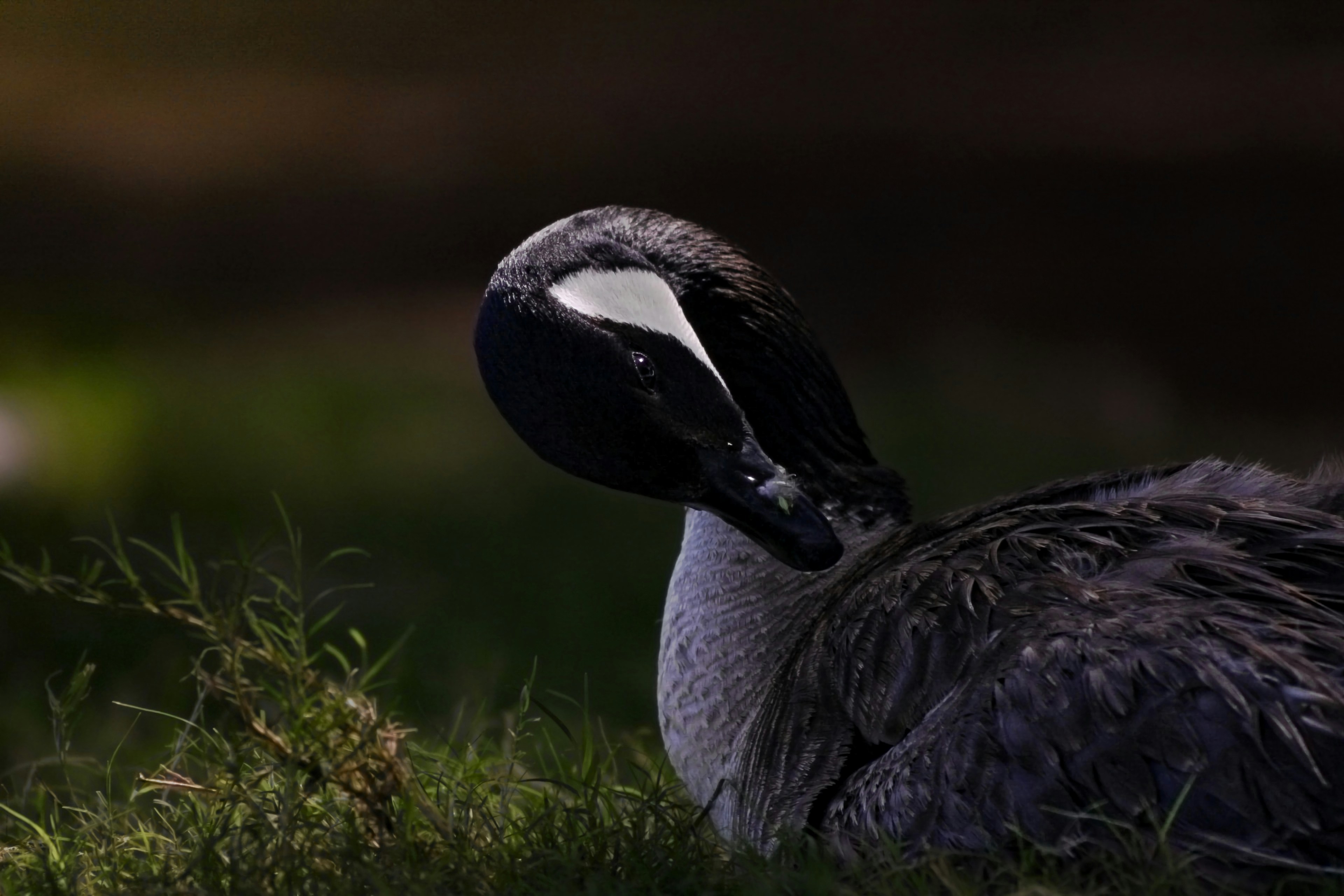 Morgan Lee (@wistful_sprite) | Komunitas Foto Unsplash