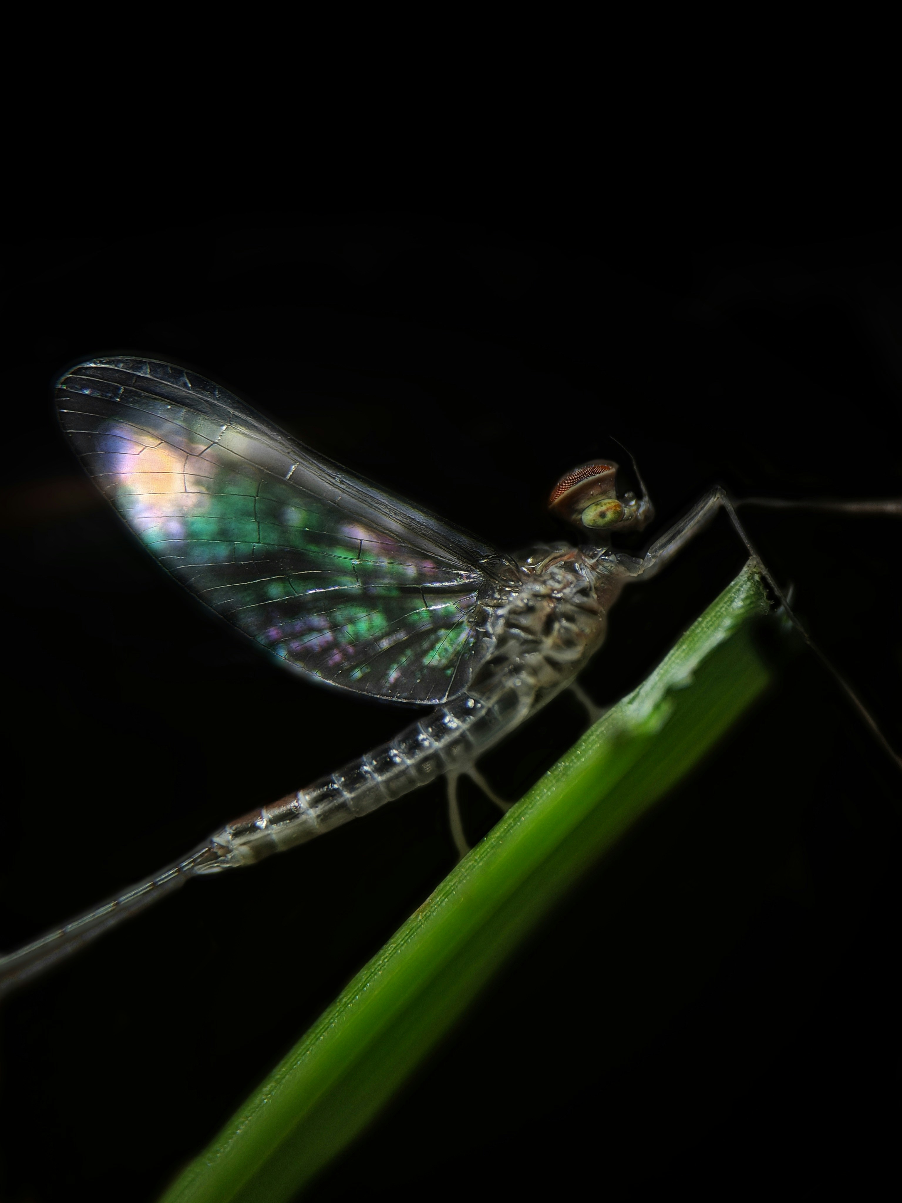Iridescent Dragonfly on a Moonlit Blade