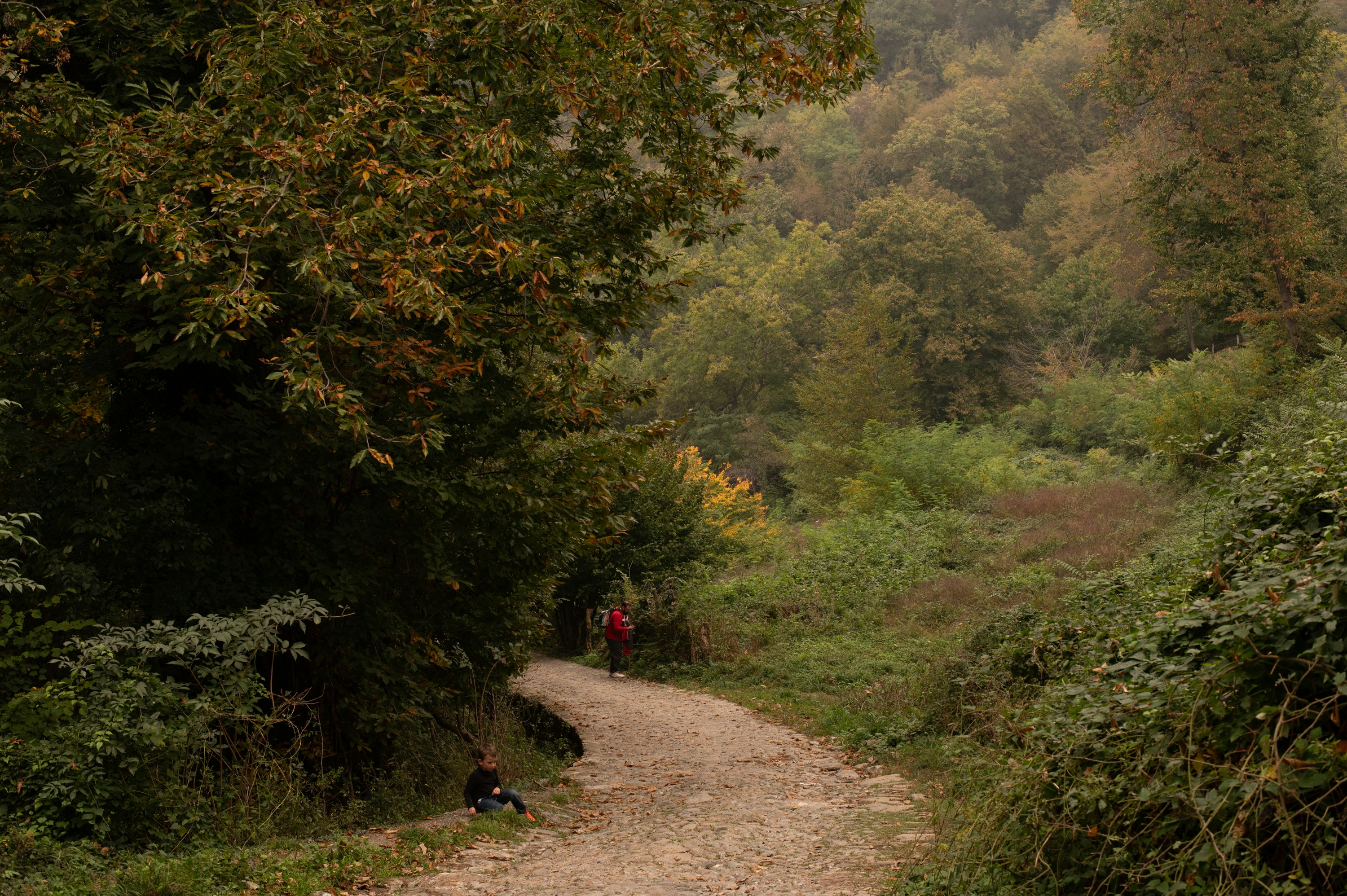 Winding Woodland Path: A Quiet Trek into Autumn Light