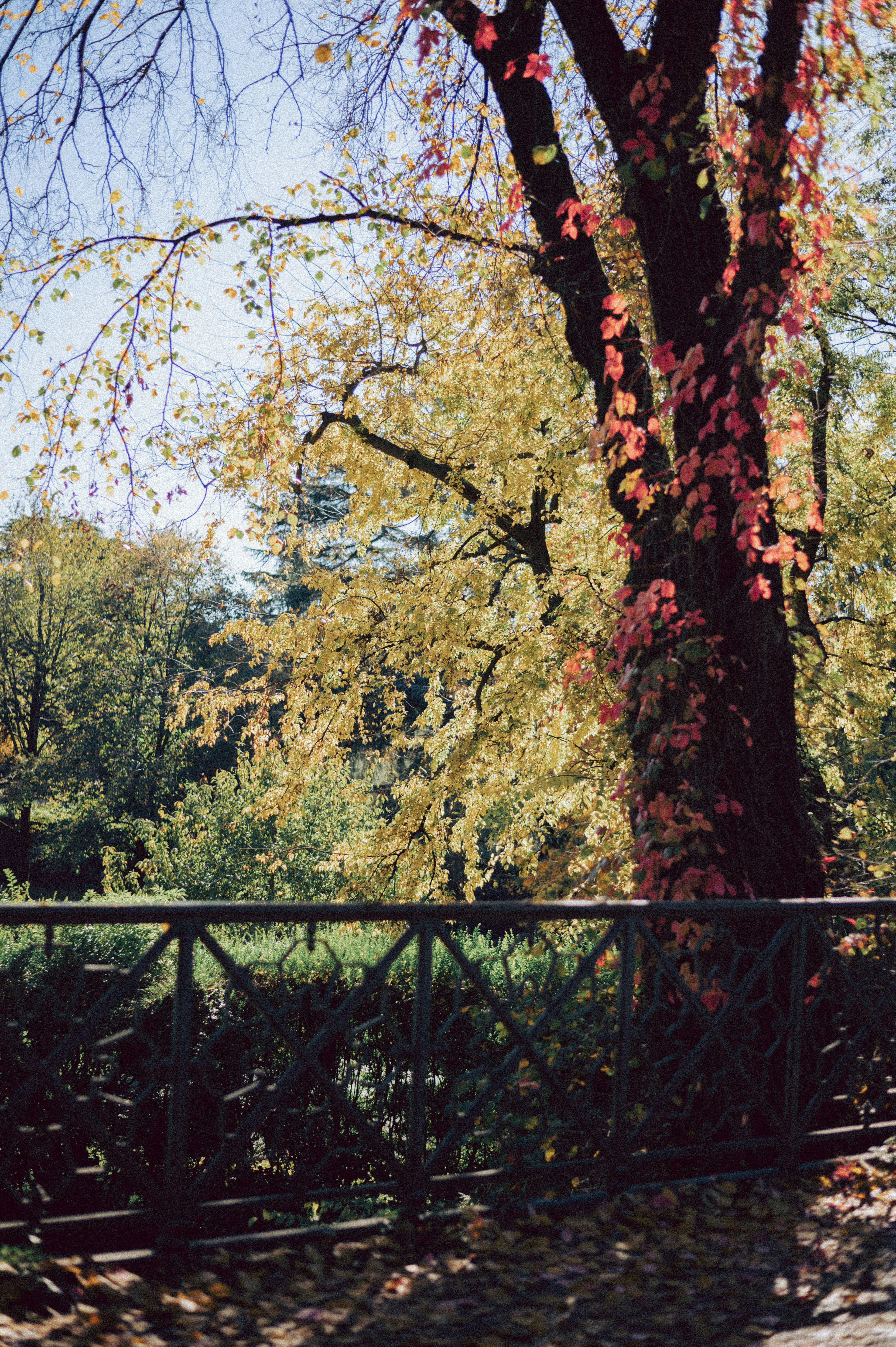 Autumn Veil: Vine-Covered Trunk Framing a Park Fence