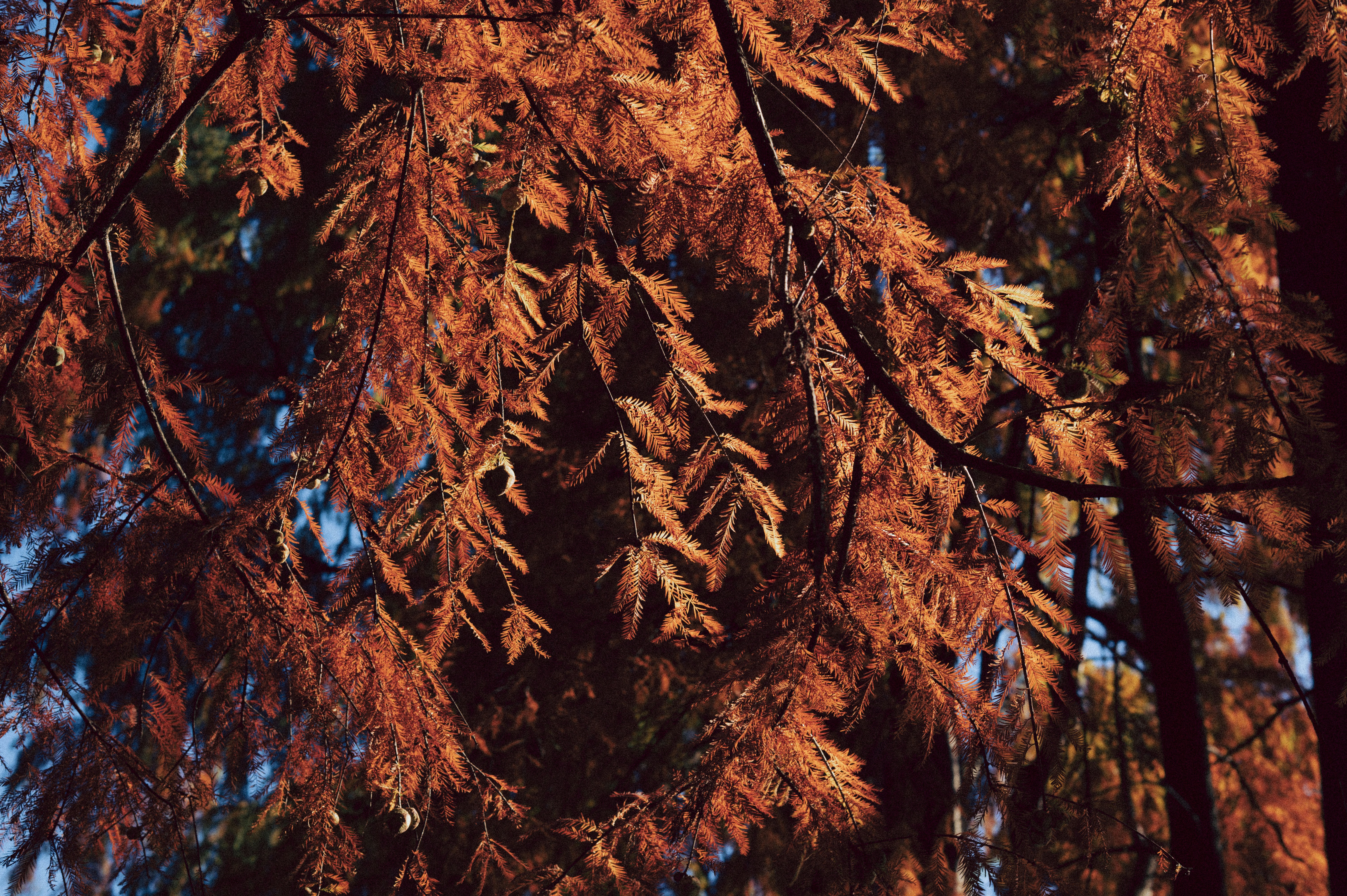 Autumn-hued Ferns in Dappled Forest Light