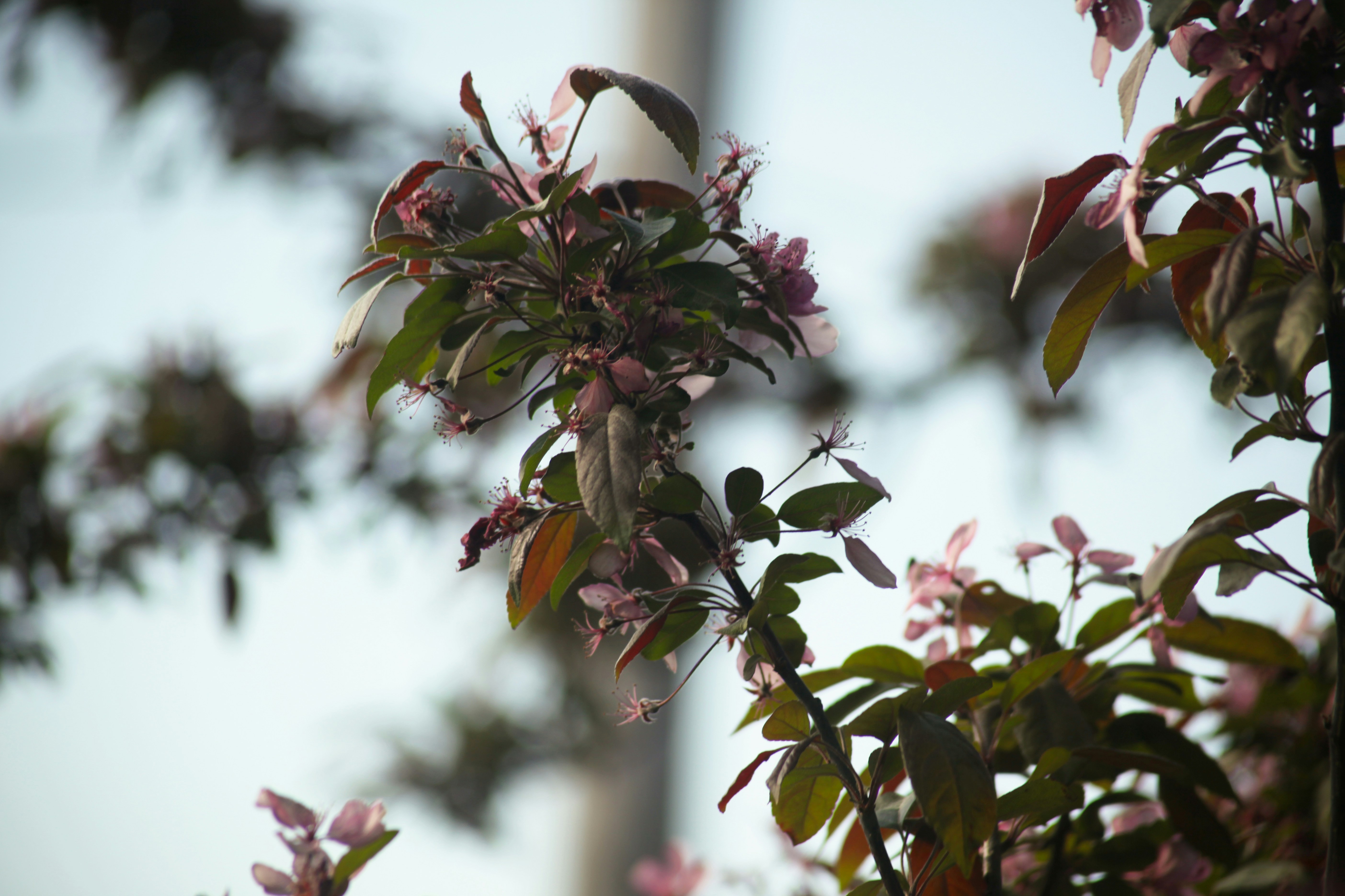 Blossoms in Soft Focus Against a Sky-Blue Backdrop
