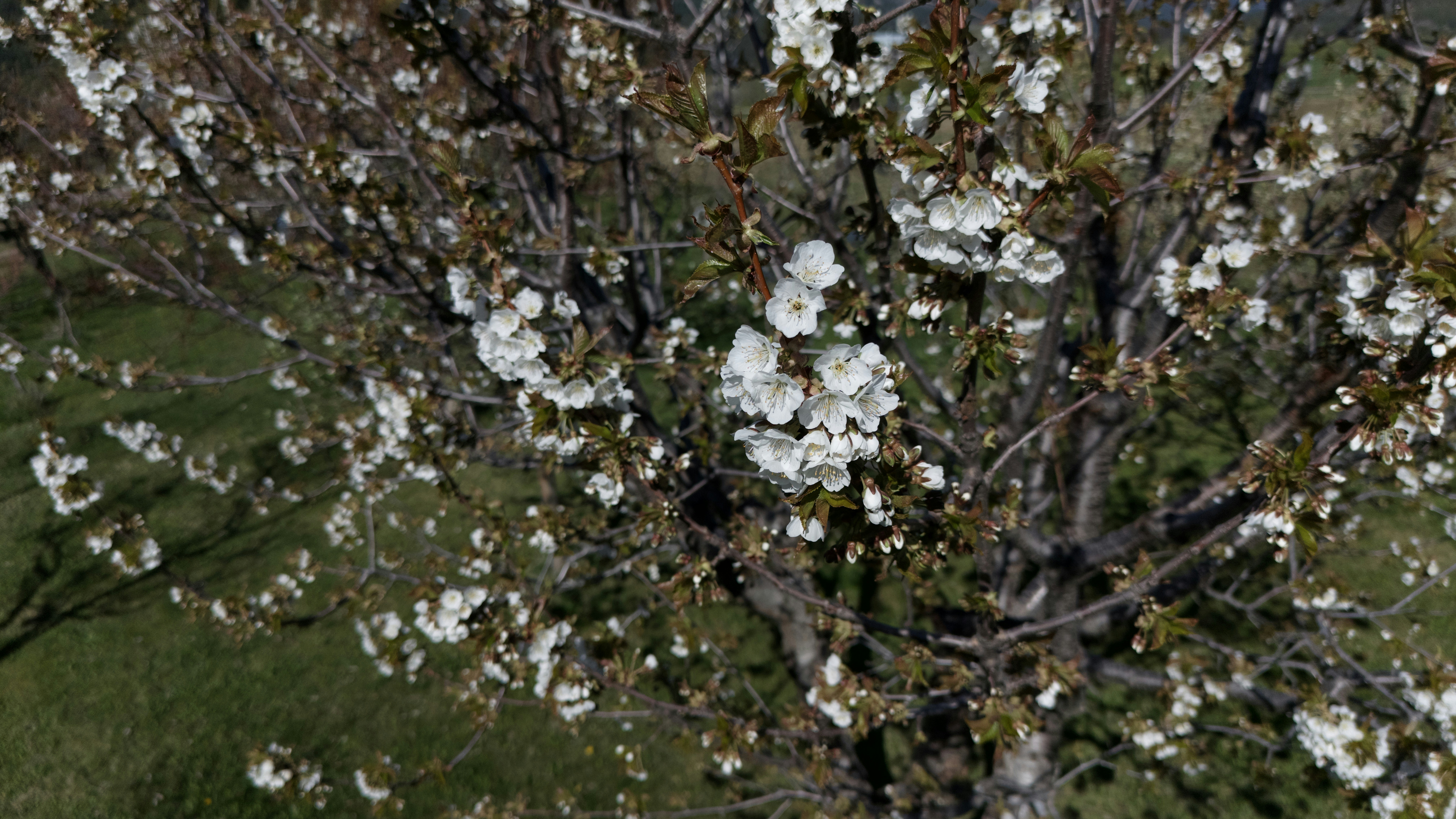 Blossoms in Focus: White Petals Framing a Quiet Branch