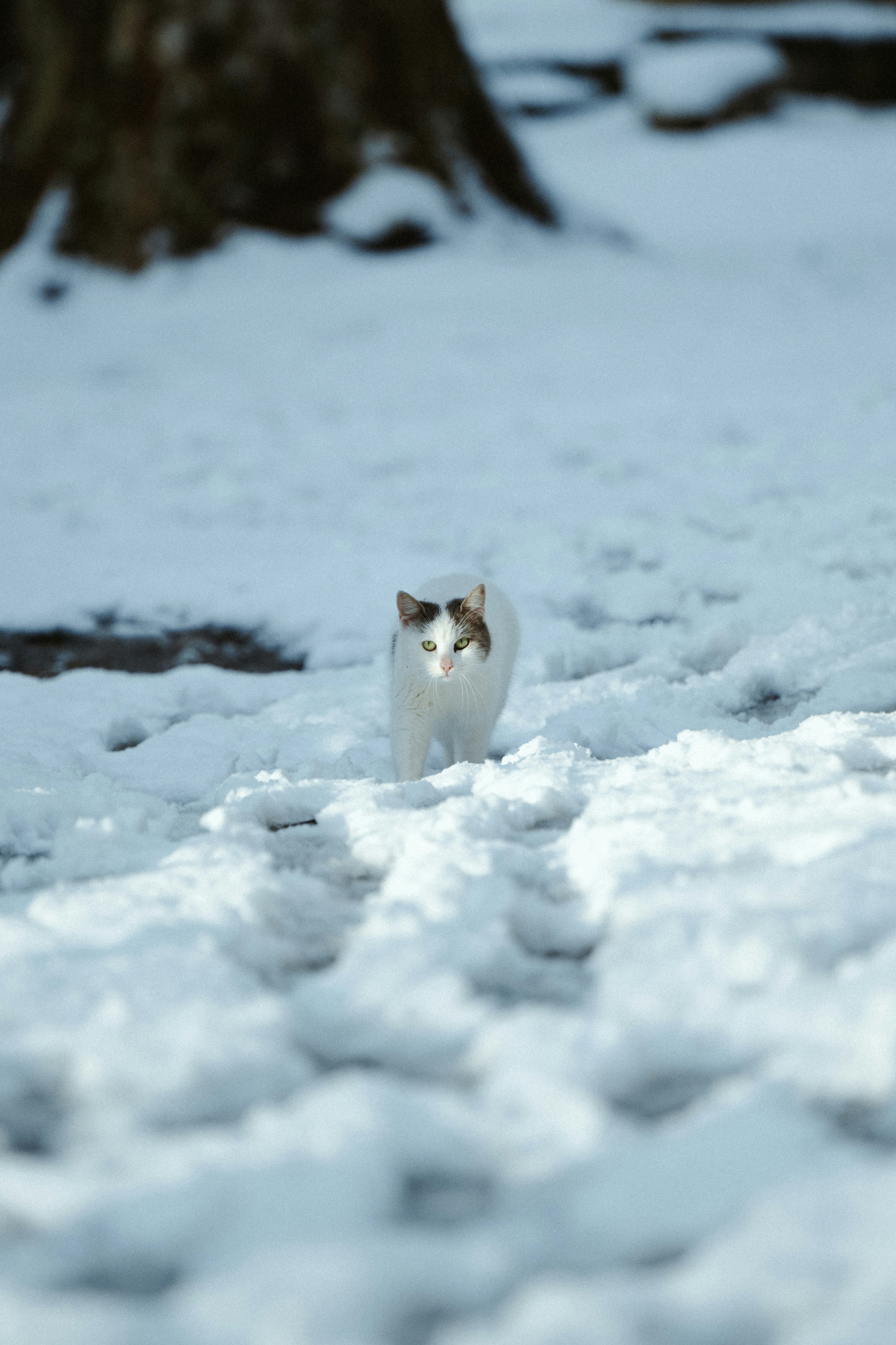 Snowbound Feline: A Curious White Cat in a Quiet Winter Clearing