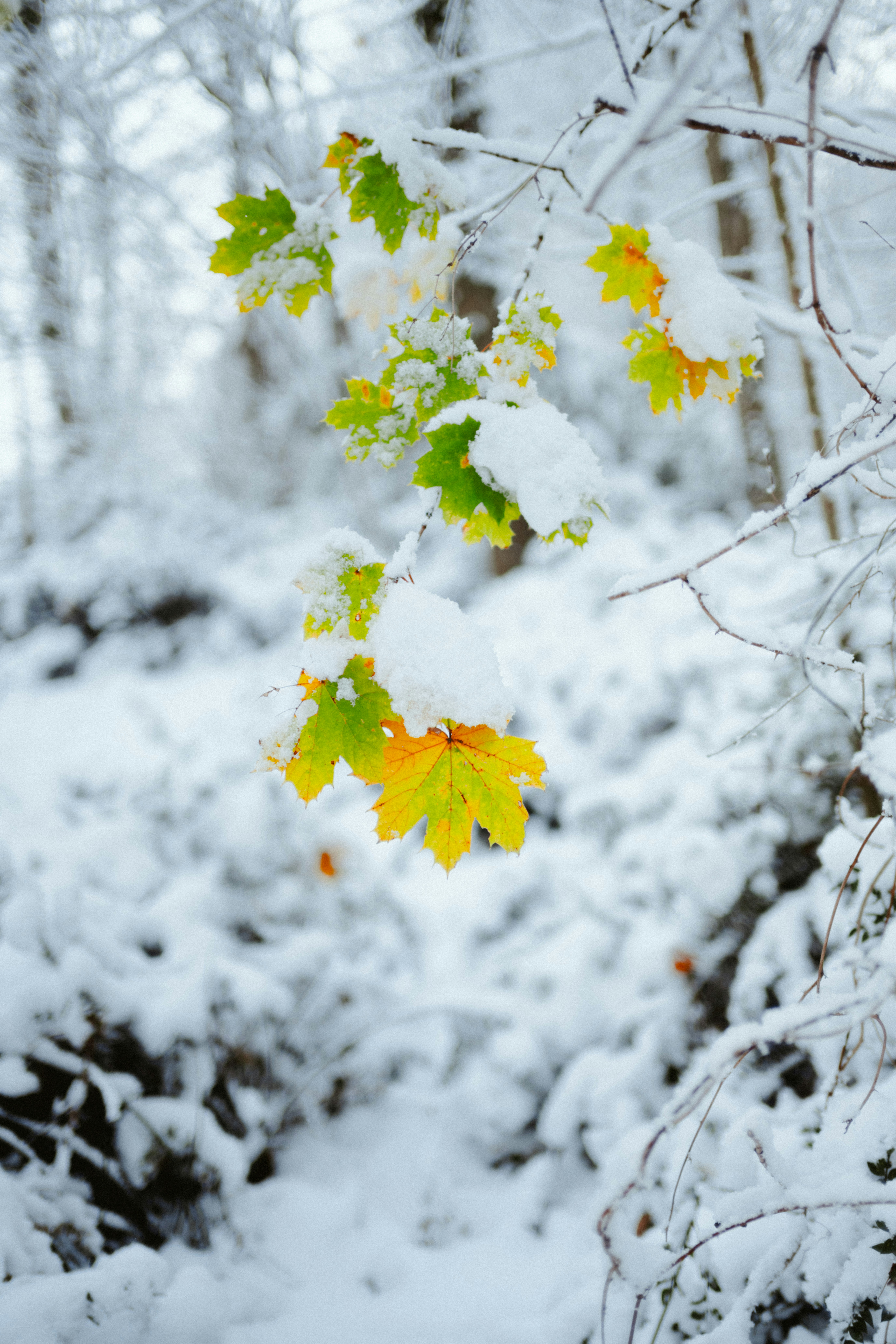 Autumn leaves covered in fresh snow in a forest photo – Free Forest ...