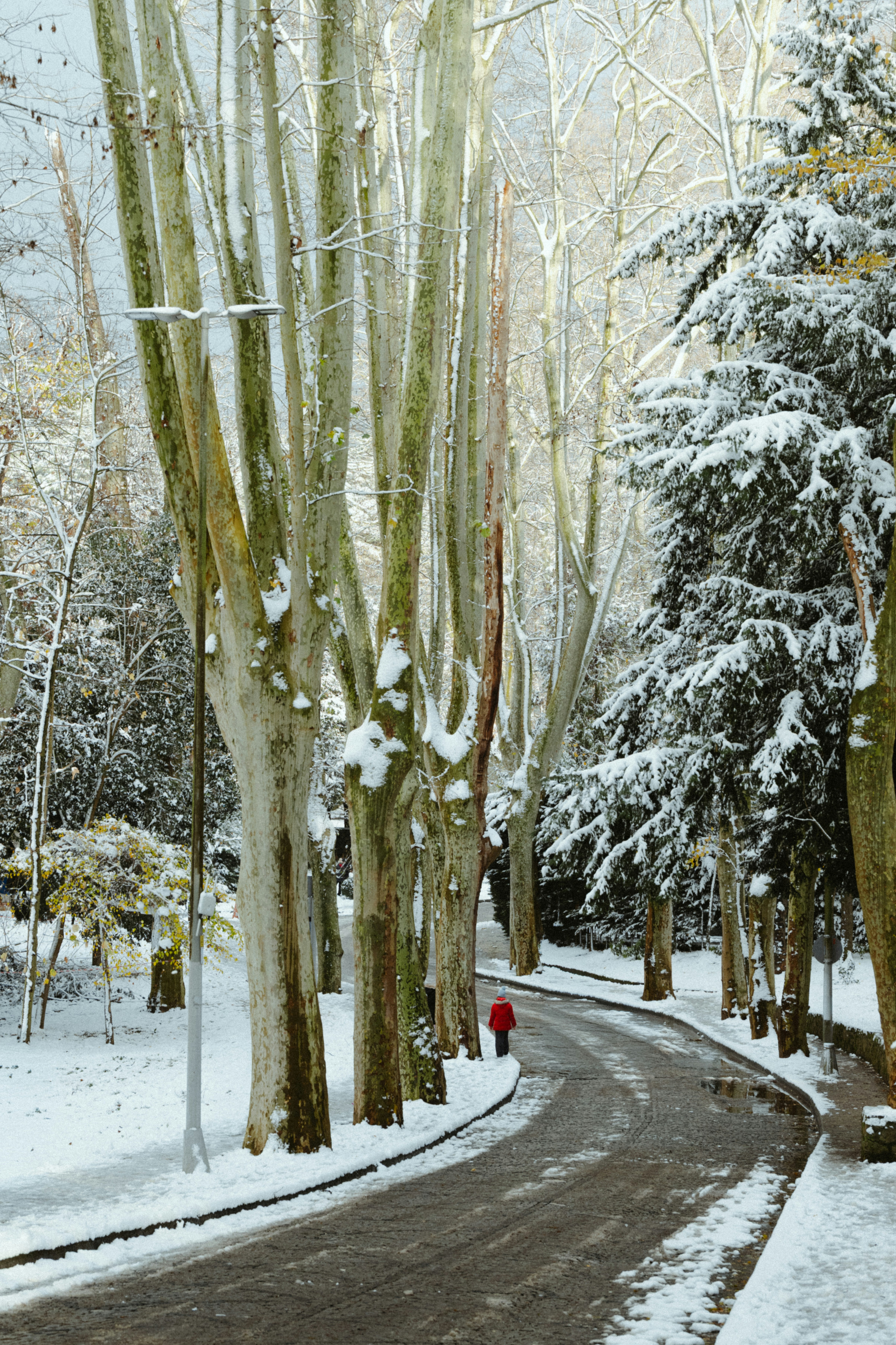Snowy Avenue: A solitary figure walking the winding path between towering bare trees