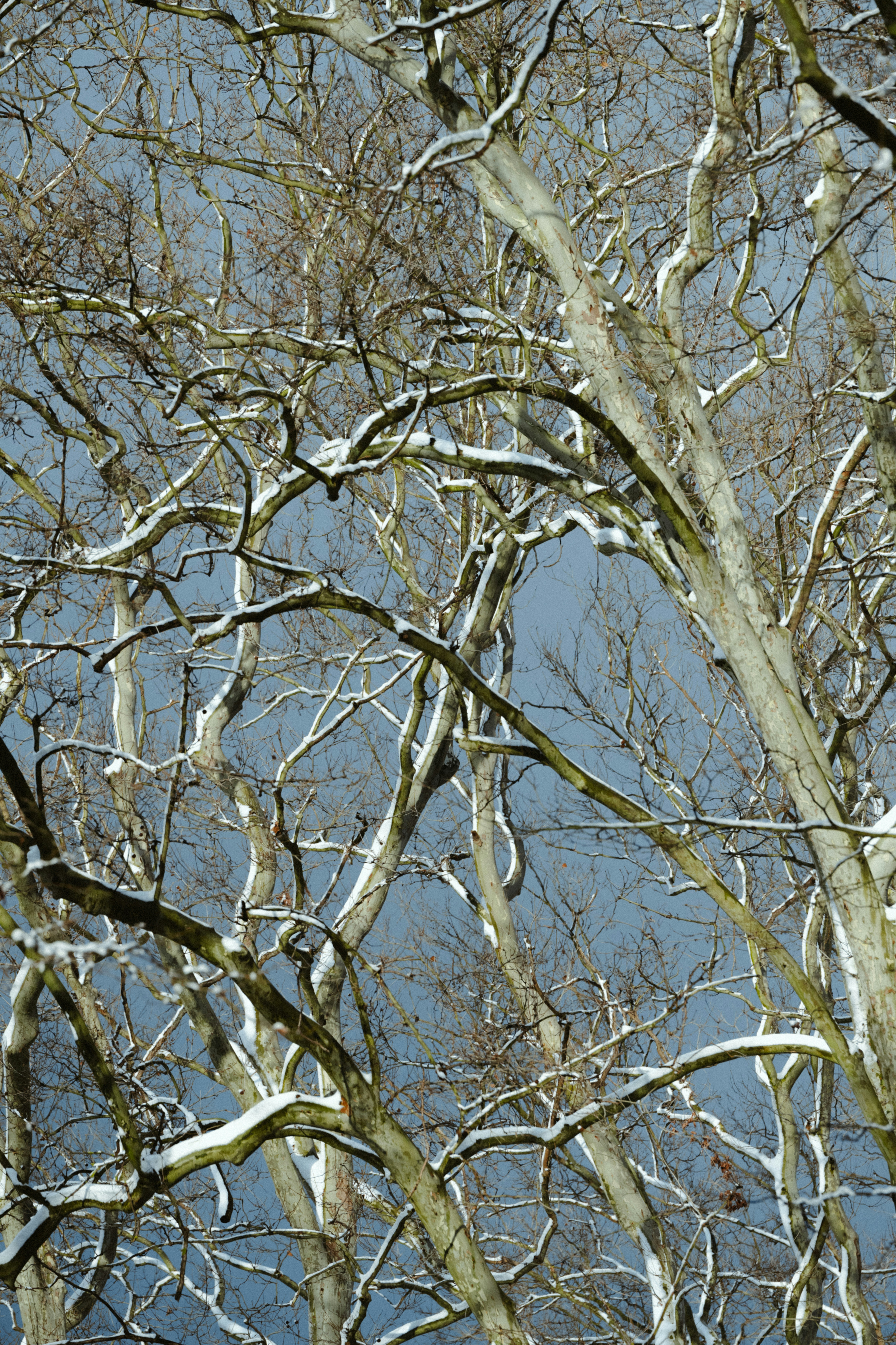 Twisted Silence: Snow-Trimmed Limbs Against Winter Sky