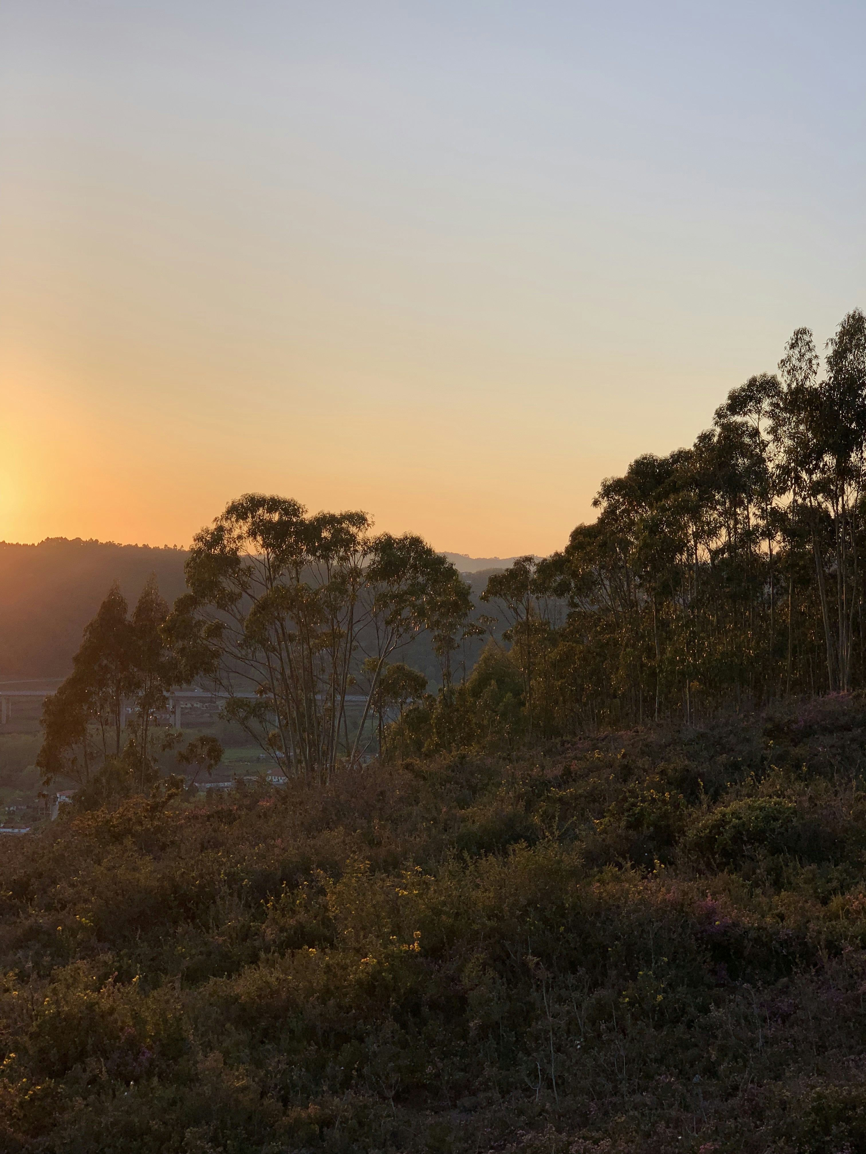 Golden Fringes over a Quiet Hill: Sunset among Waving Trees