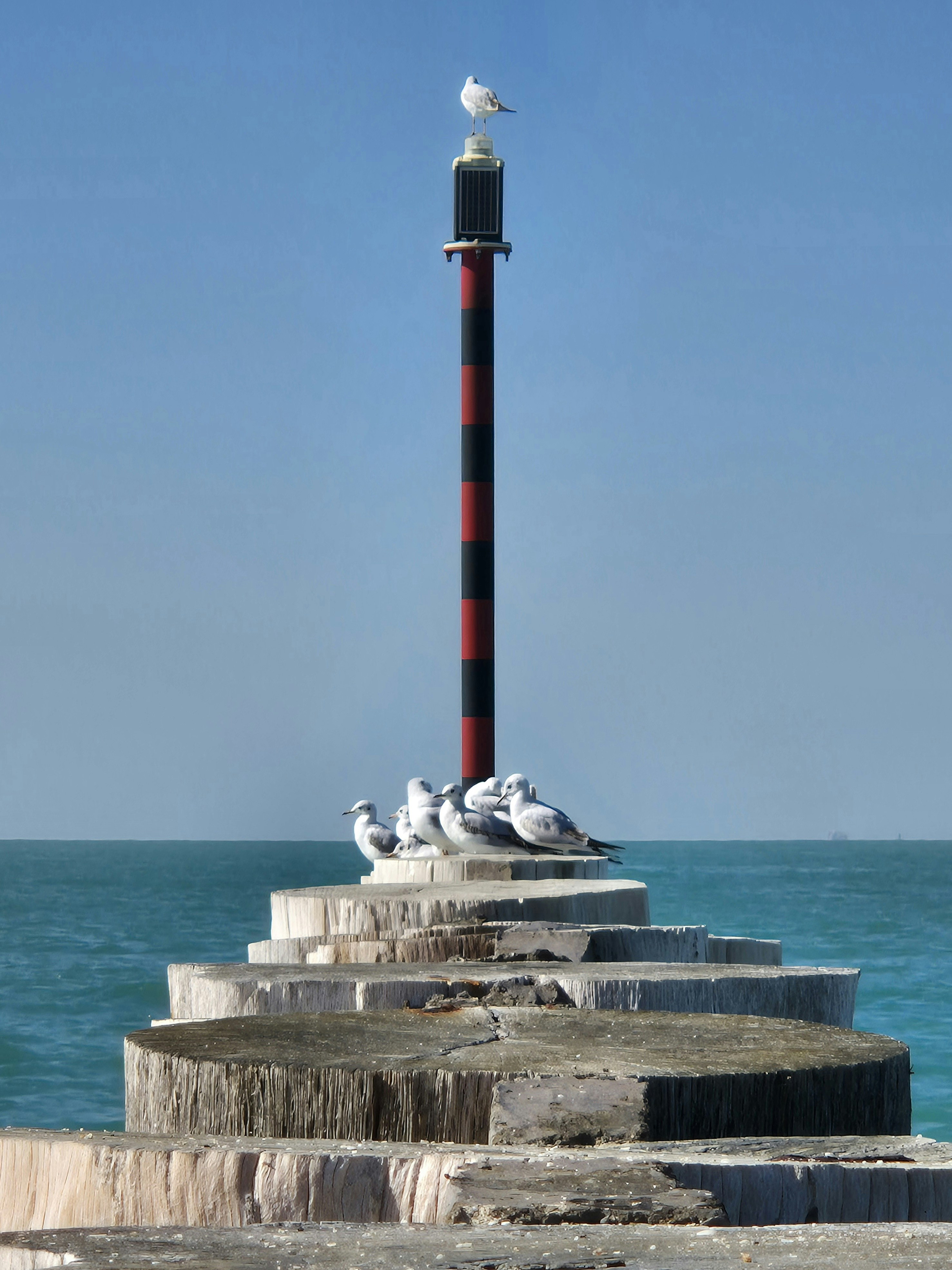 Seabird Tower: A Seagull Chorus on the Pier Light