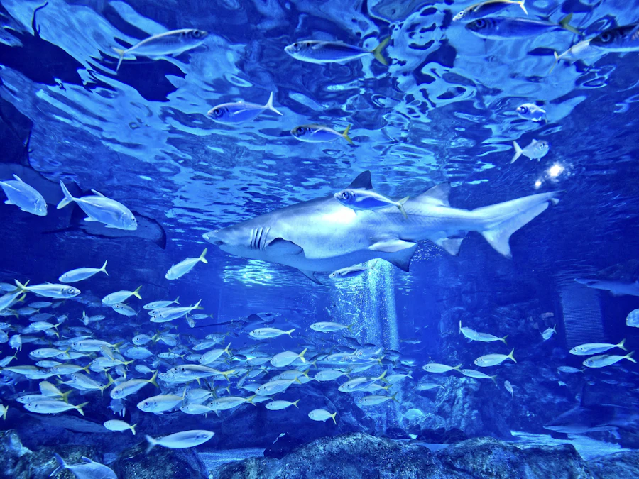 Underwater exhibit scene with a central shark gliding through a school of small silver fish in a blue-lit tank.